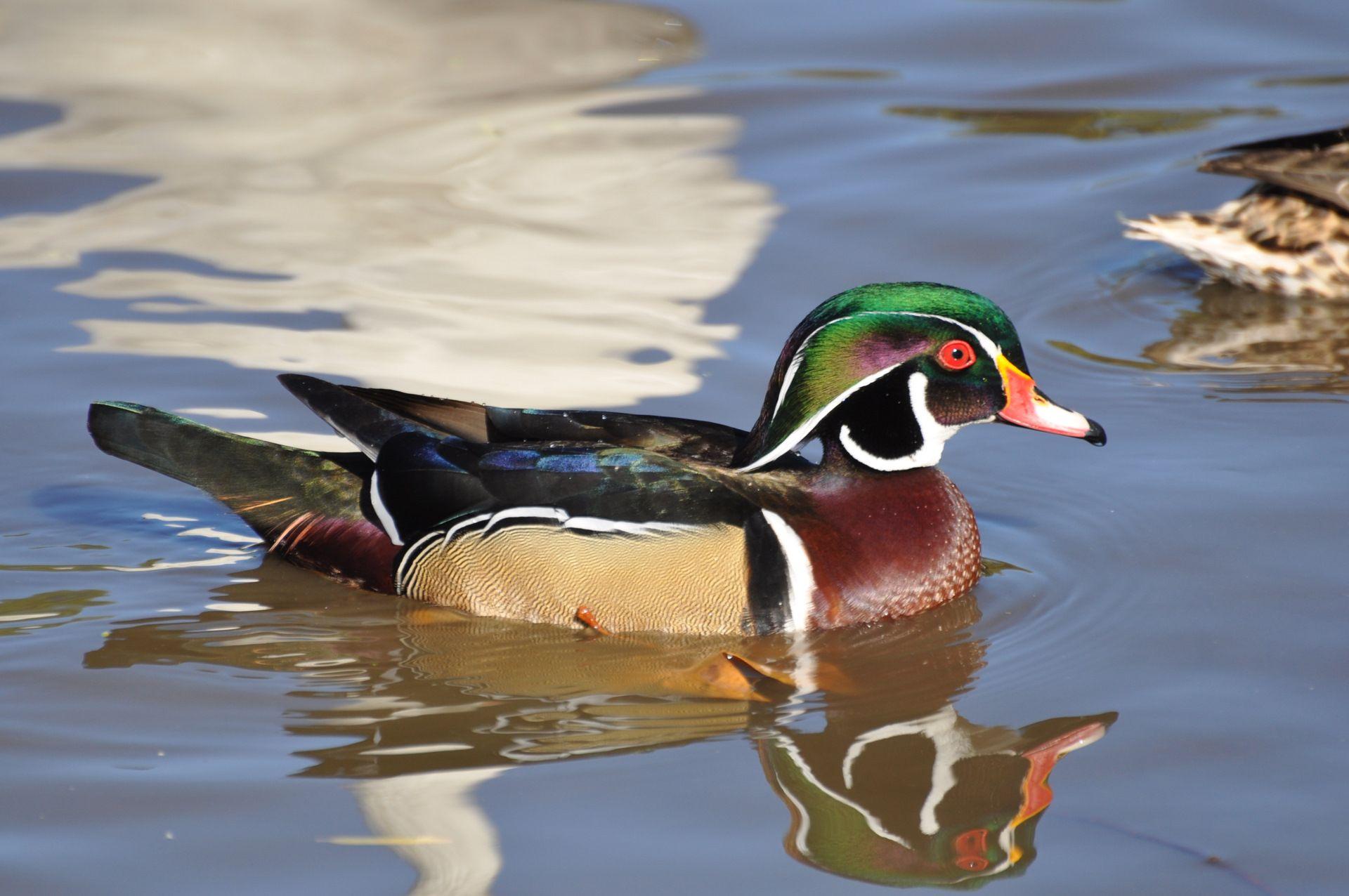 Mallard Wallpapers - Top Free Mallard Backgrounds - WallpaperAccess