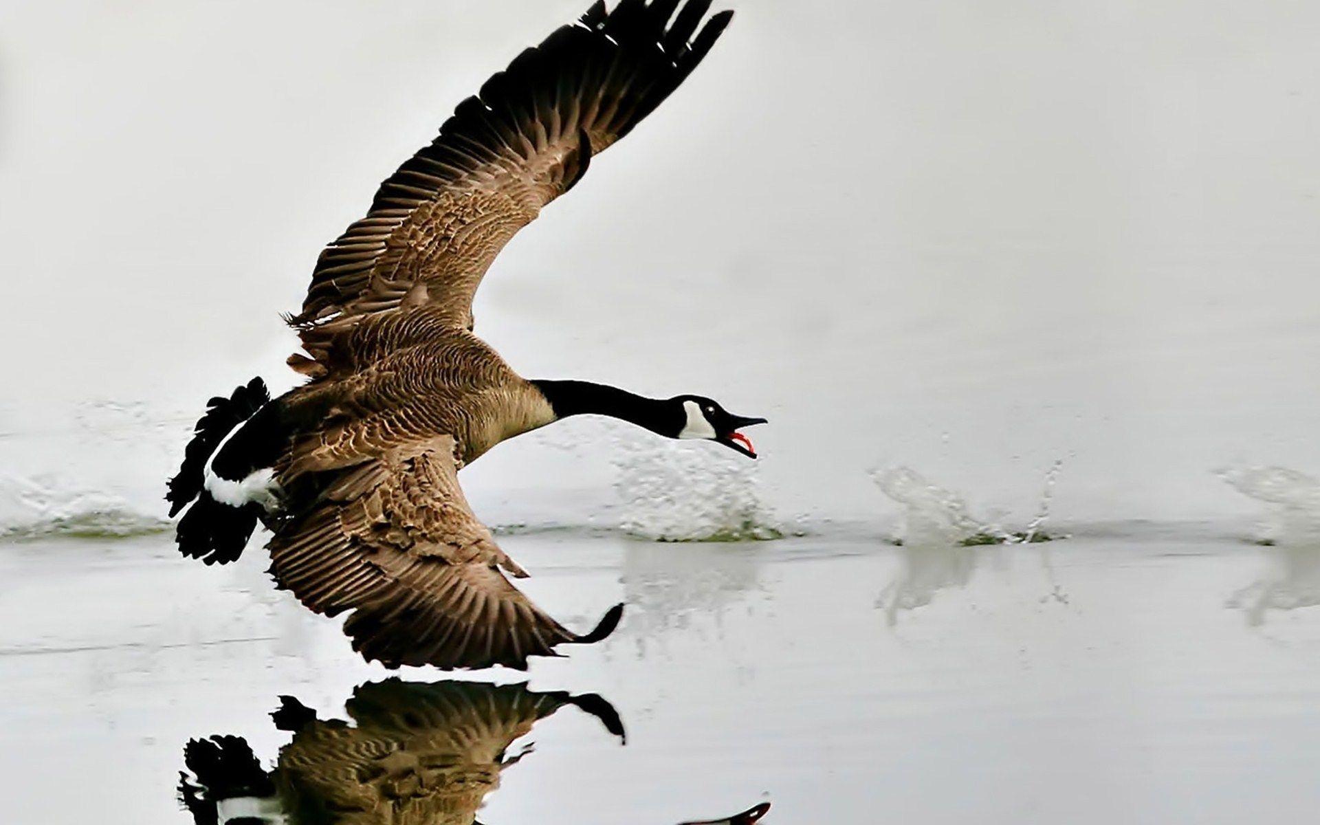 Goose Wallpapers - Top Free Goose Backgrounds - WallpaperAccess