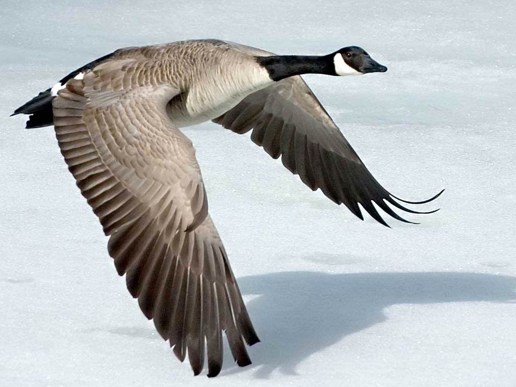Goose Wallpapers - Top Free Goose Backgrounds - WallpaperAccess