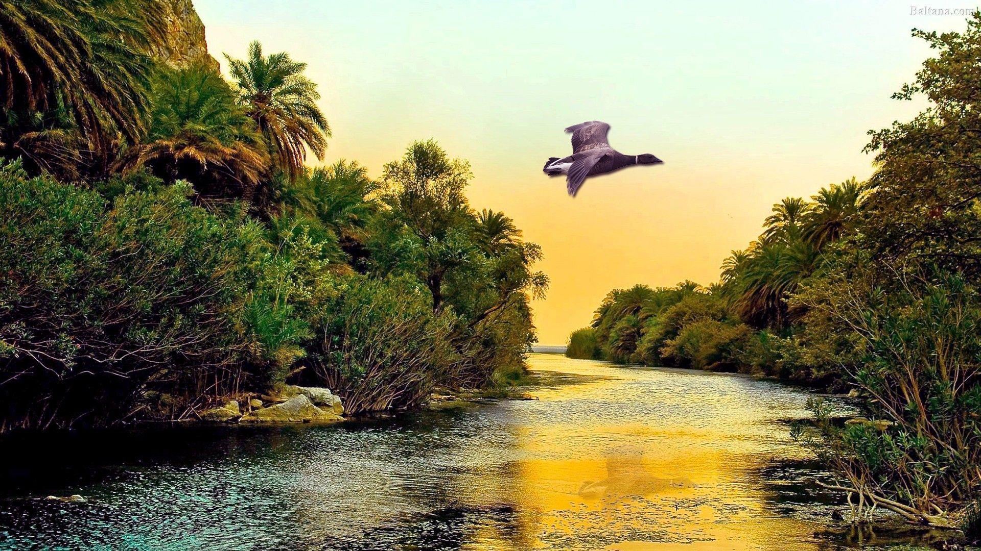 Goose Wallpapers - Top Free Goose Backgrounds - WallpaperAccess