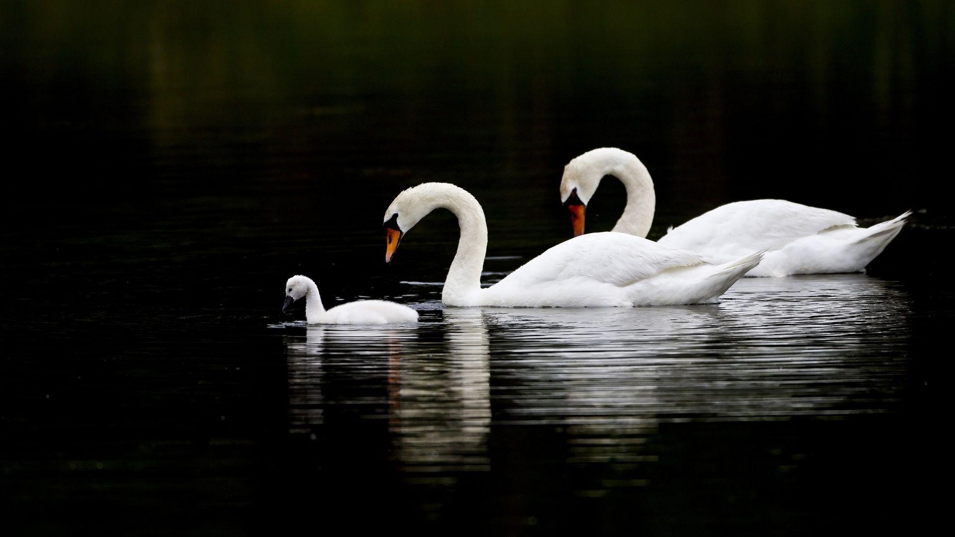 Swan Wallpapers - Top Free Swan Backgrounds - WallpaperAccess