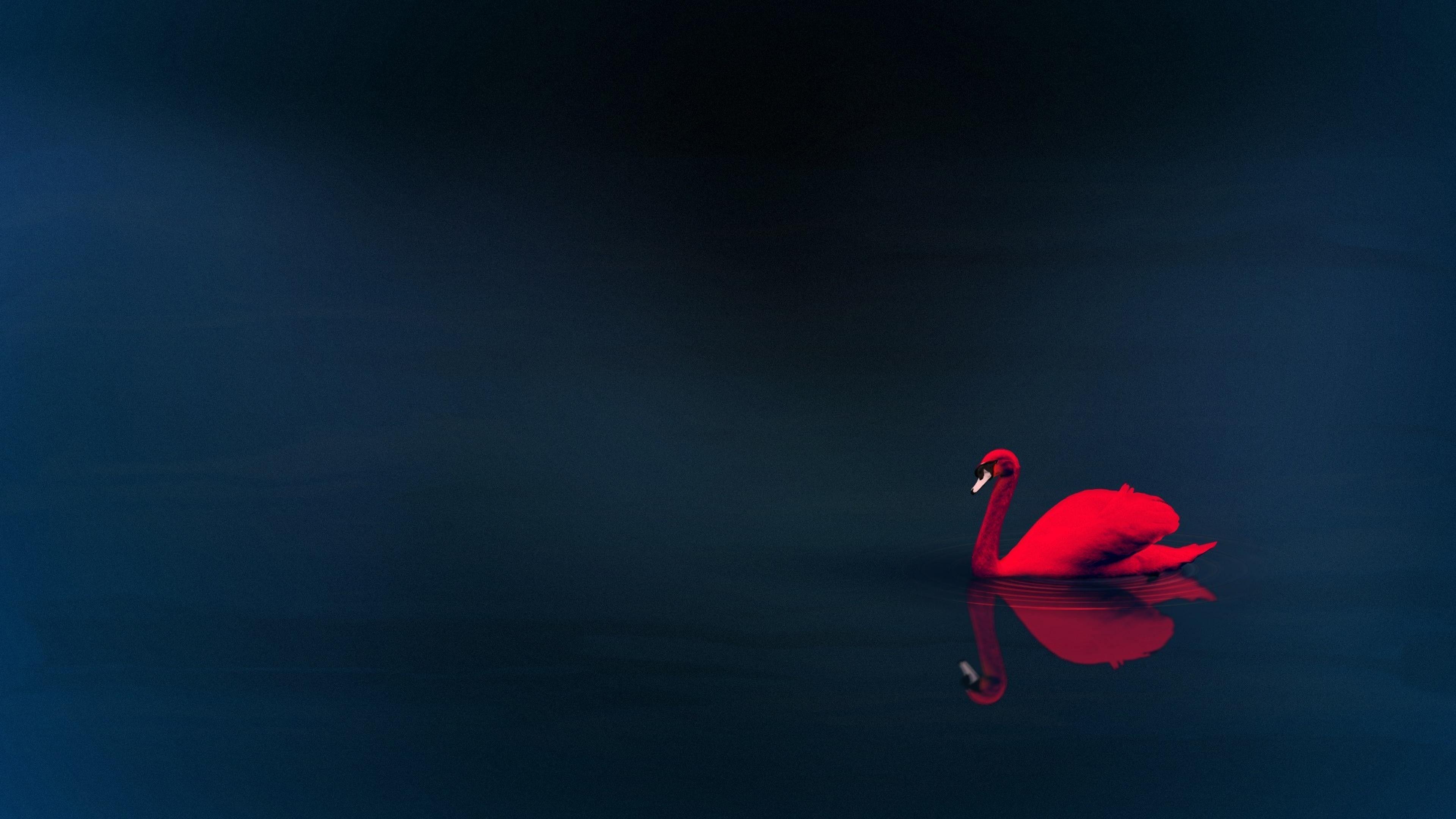 Swan Wallpapers - Top Free Swan Backgrounds - WallpaperAccess