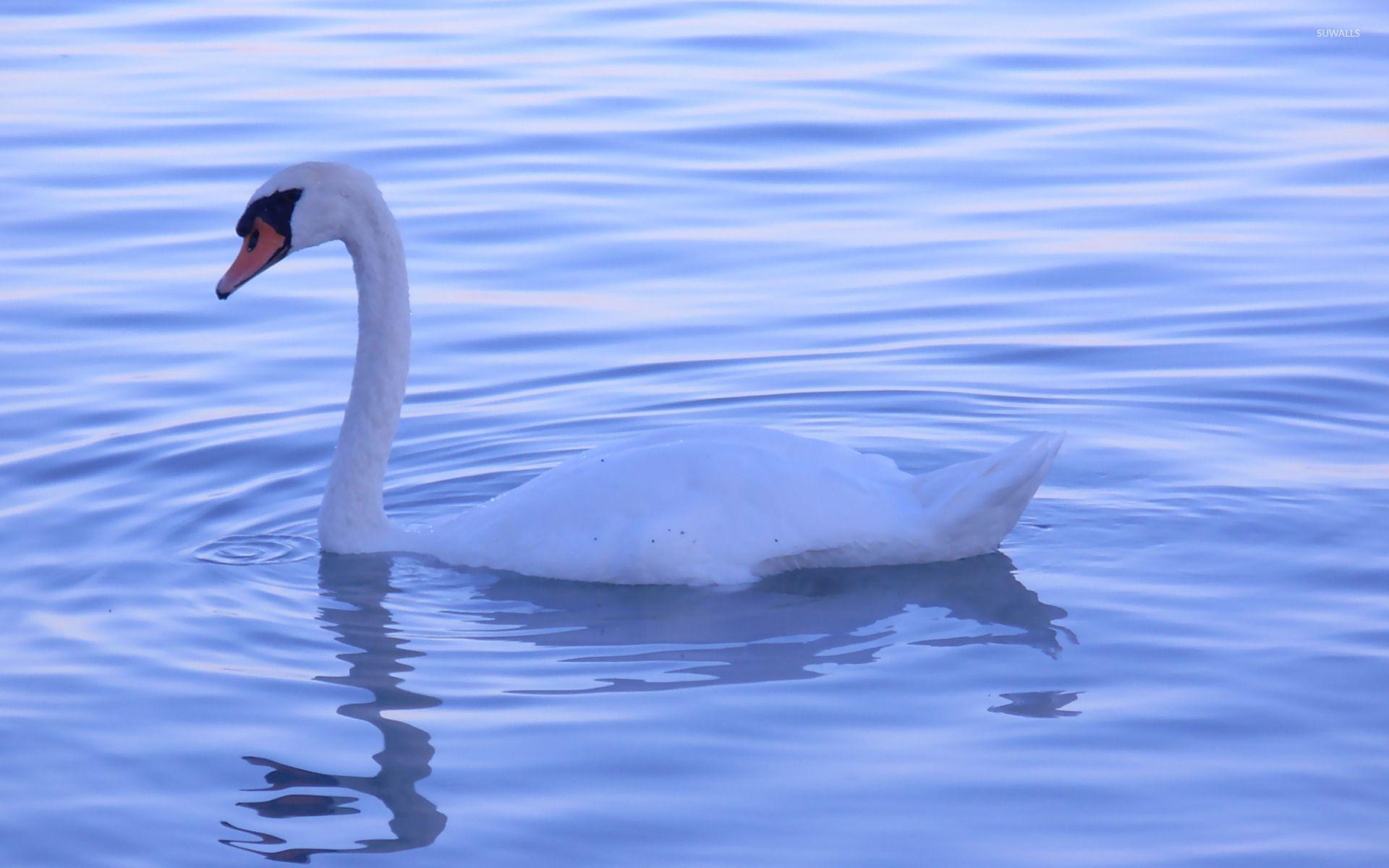 Swan Wallpapers - Top Free Swan Backgrounds - WallpaperAccess