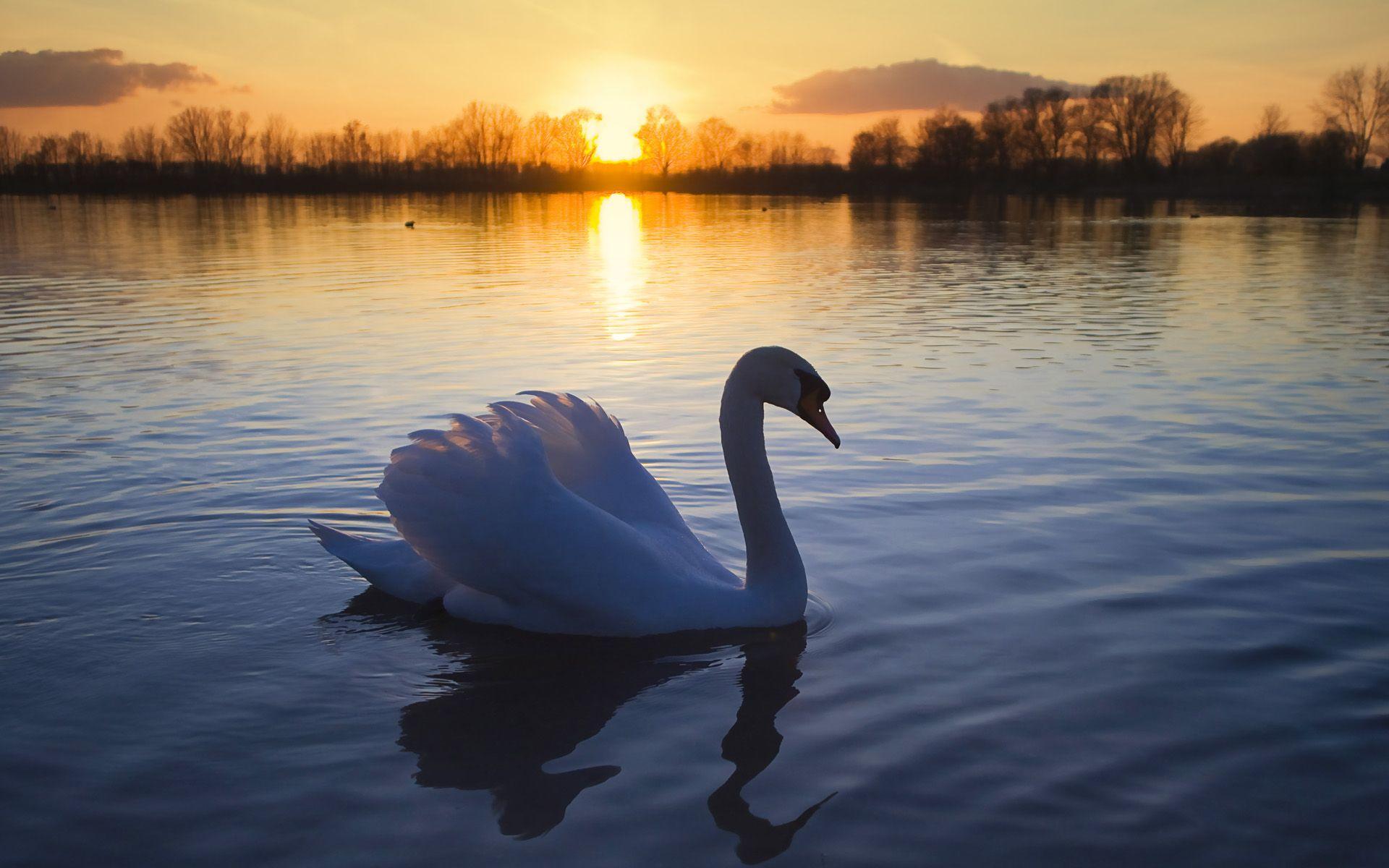 Swan Wallpapers - Top Free Swan Backgrounds - WallpaperAccess