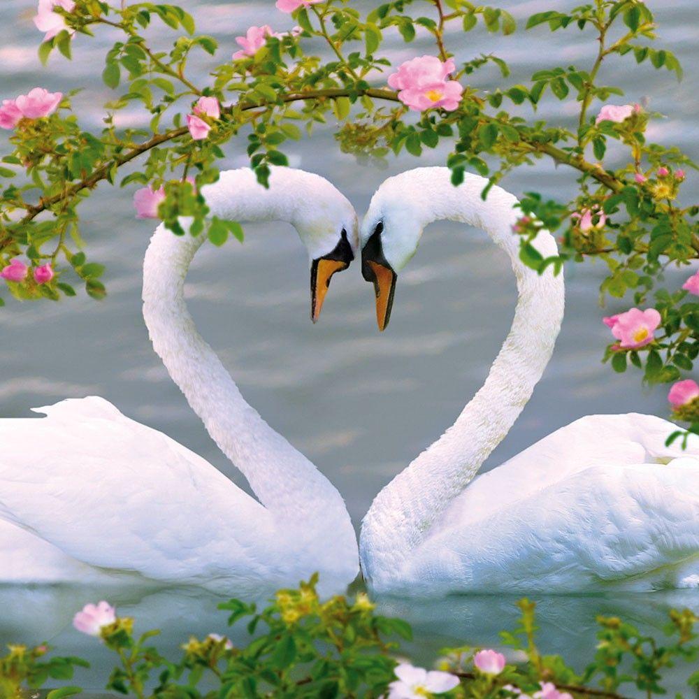 Swan Wallpapers - Top Free Swan Backgrounds - WallpaperAccess