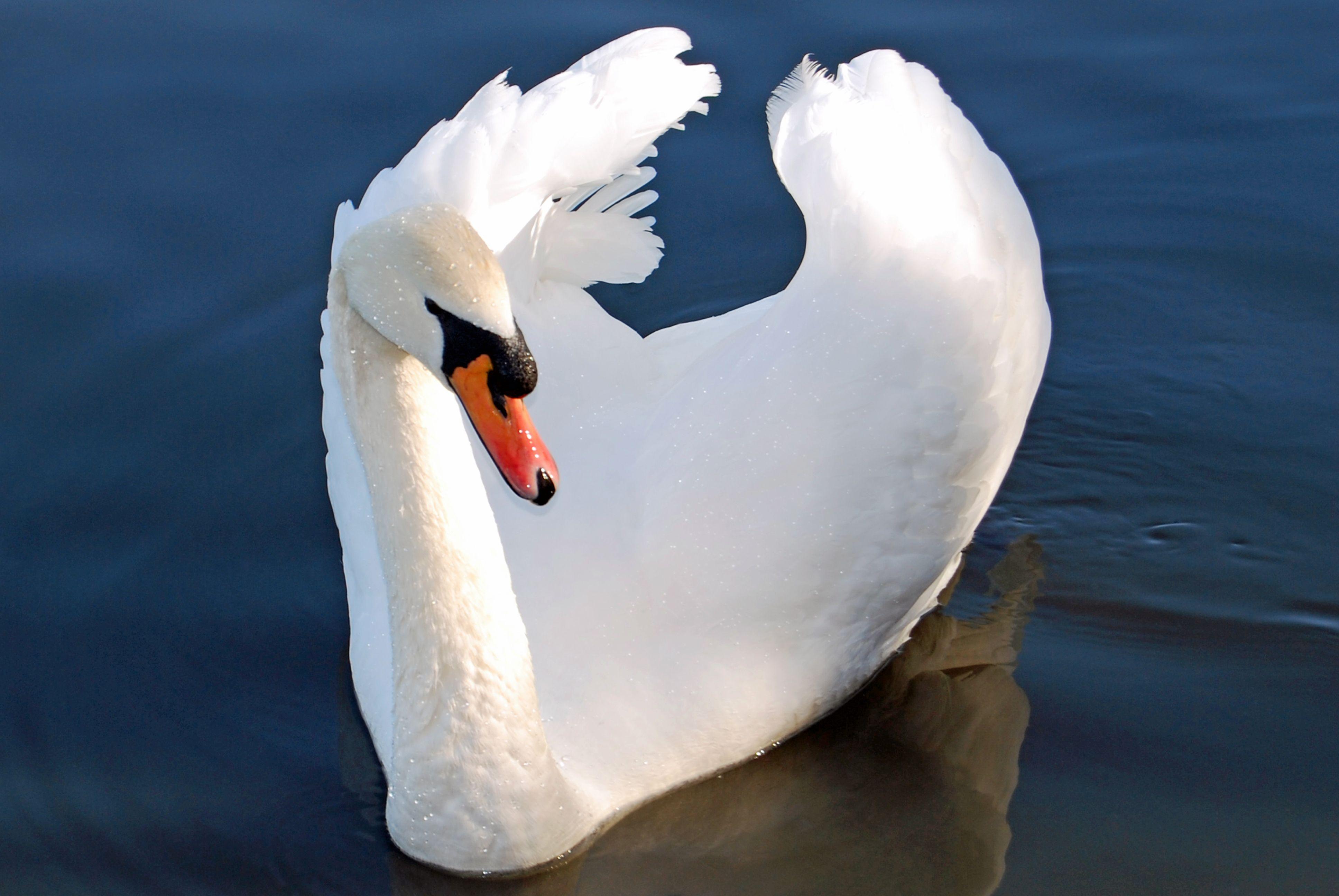 Swan Wallpapers - Top Free Swan Backgrounds - WallpaperAccess