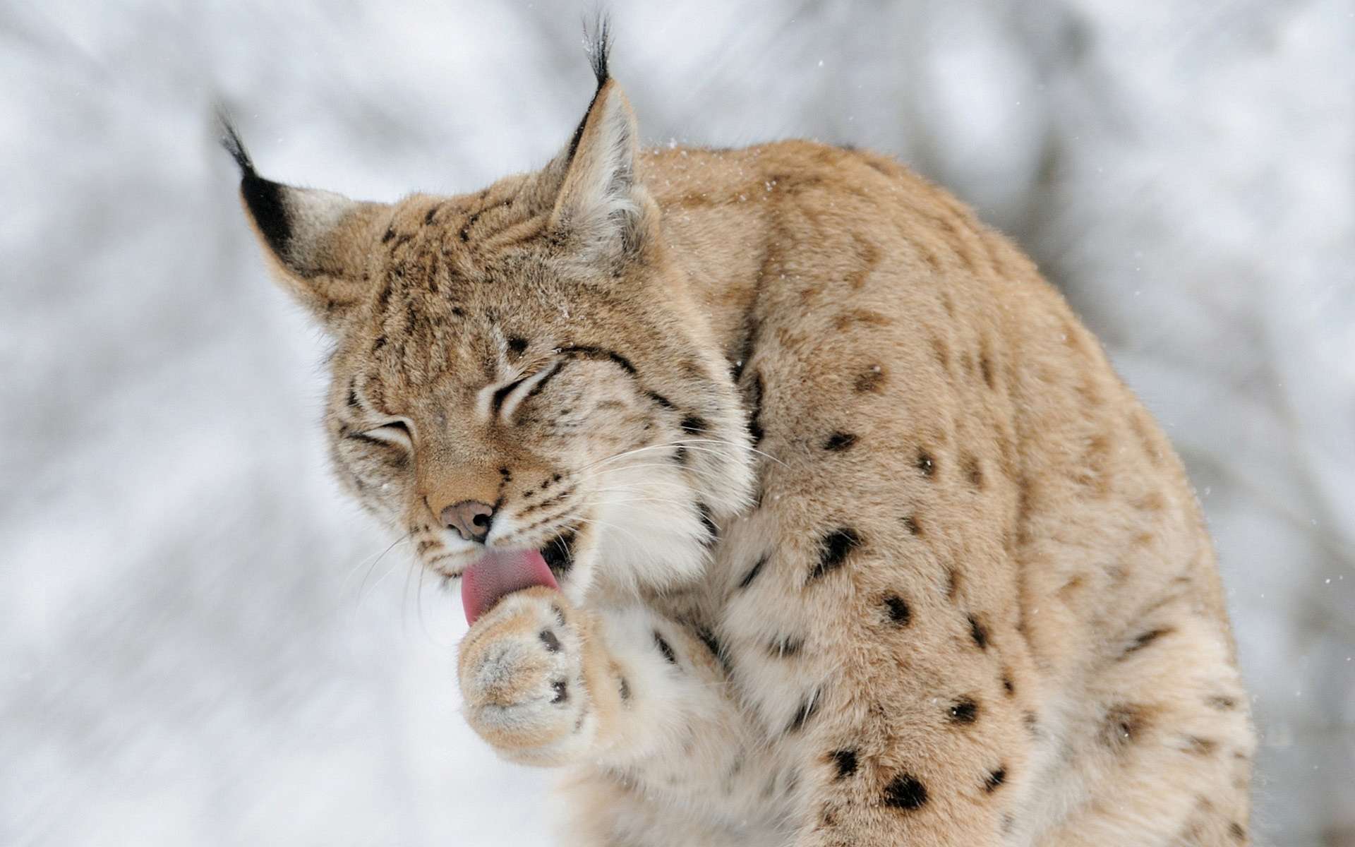 Lynx Wallpapers - Top Free Lynx Backgrounds - WallpaperAccess