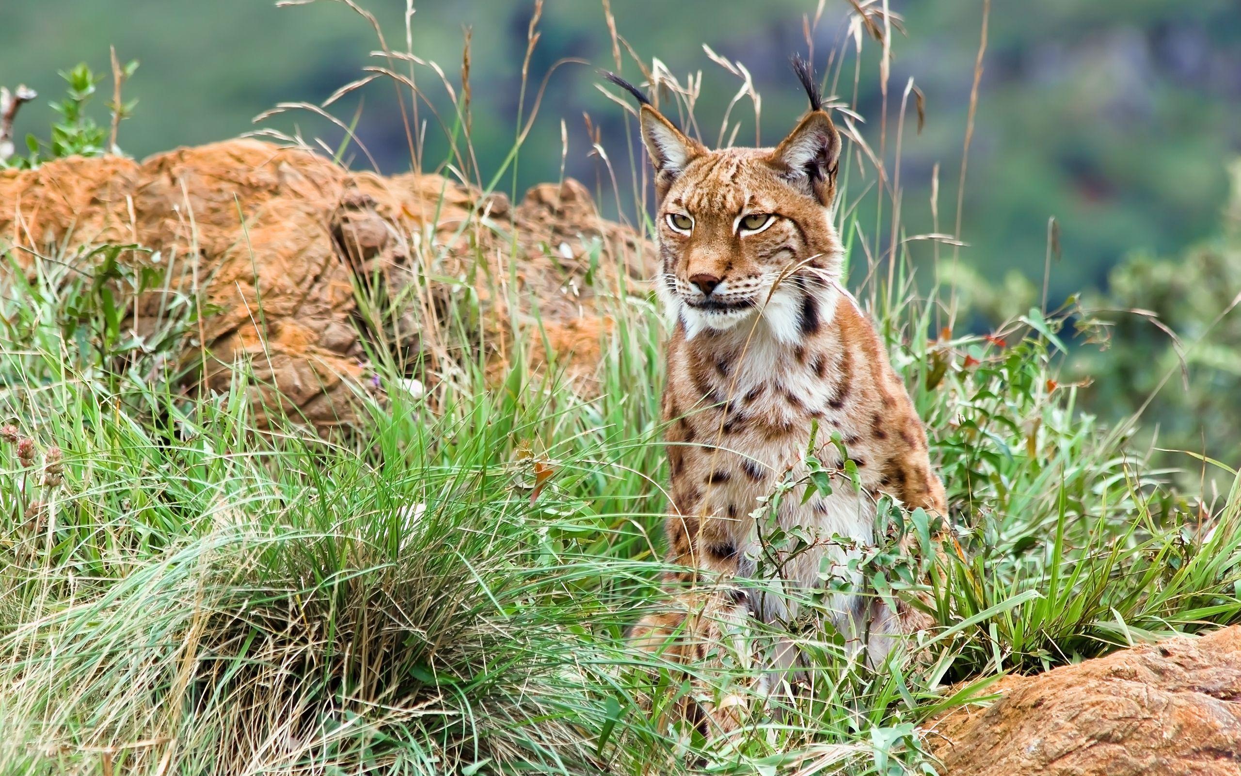 Lynx Wallpapers - Top Free Lynx Backgrounds - WallpaperAccess