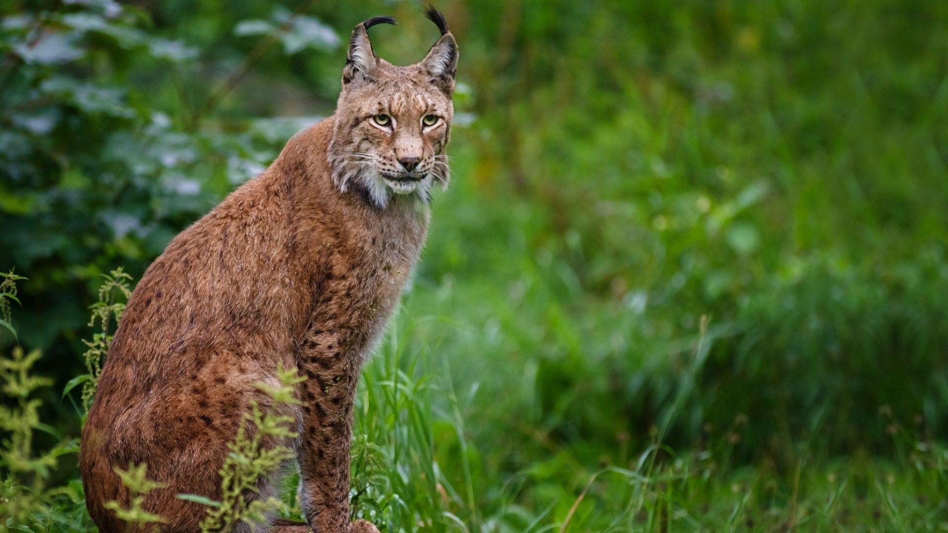 Lynxes Wallpapers - Top Free Lynxes Backgrounds - WallpaperAccess