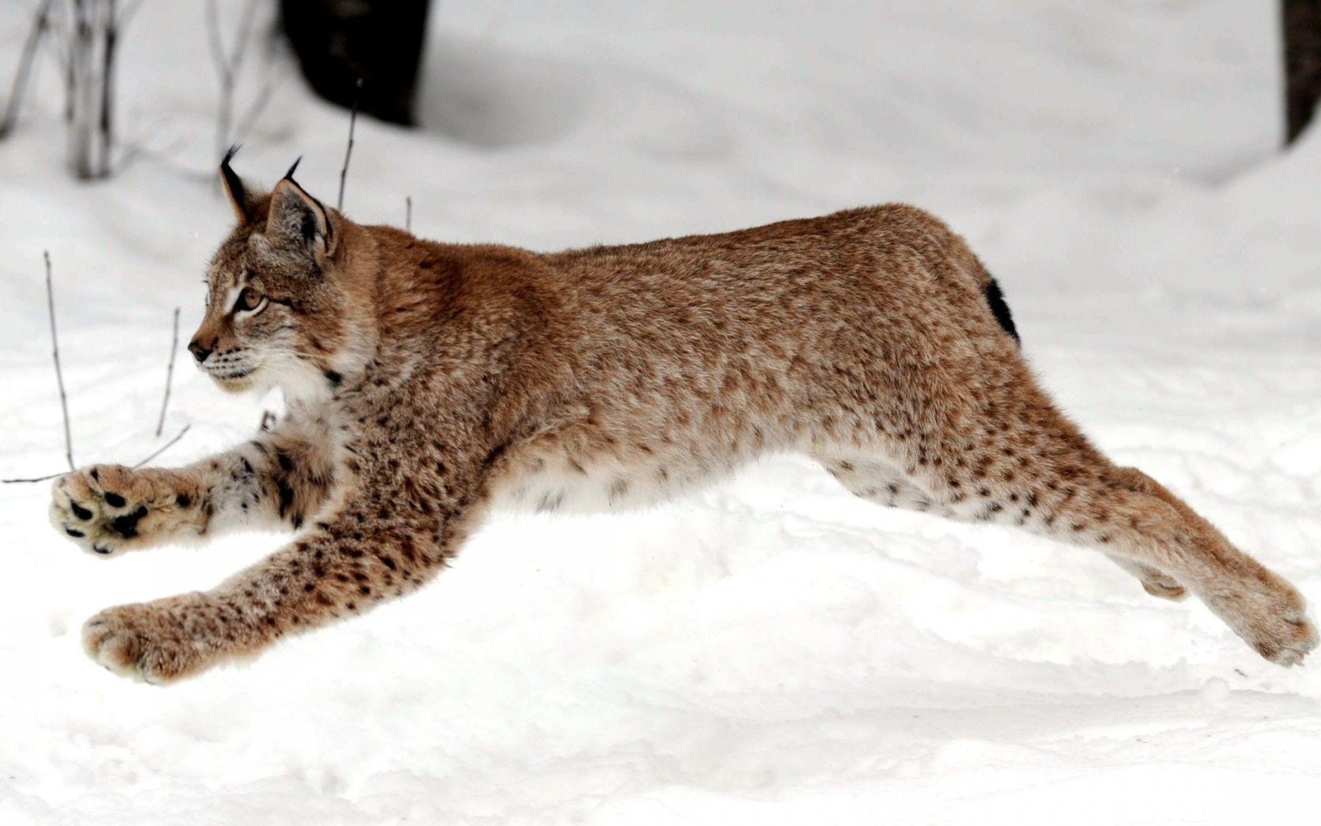 Lynxes Wallpapers - Top Free Lynxes Backgrounds - WallpaperAccess