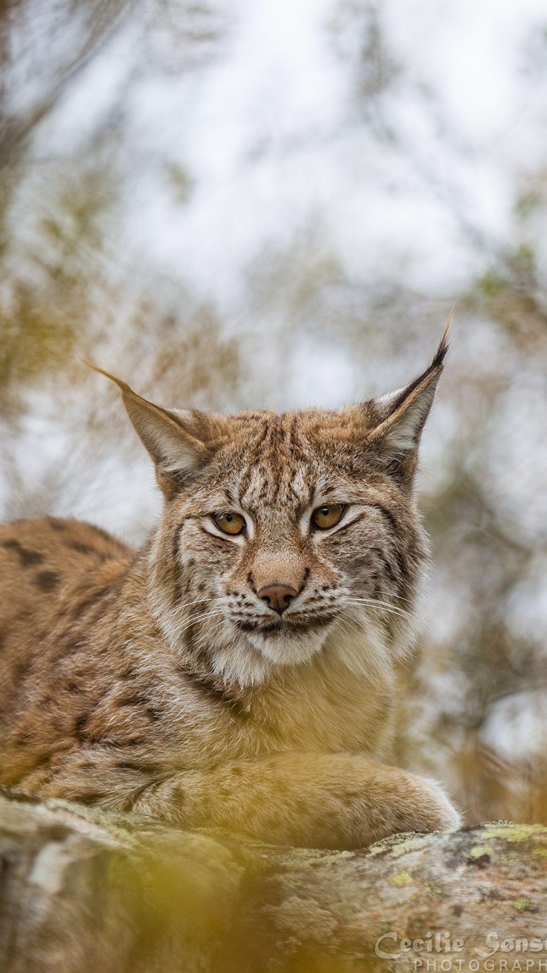 Lynxes Wallpapers - Top Free Lynxes Backgrounds - WallpaperAccess