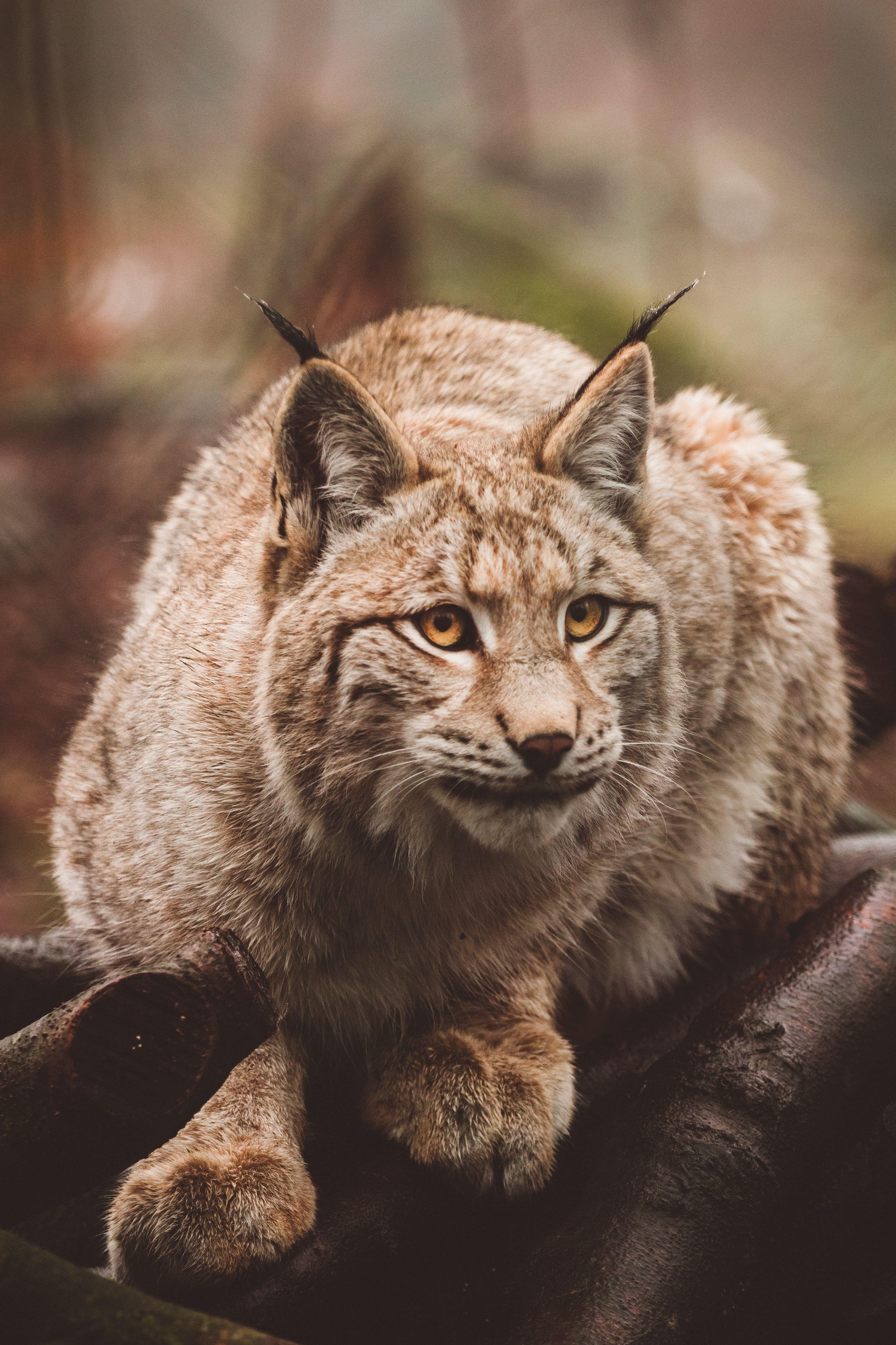 Lynx Wallpapers - Top Free Lynx Backgrounds - WallpaperAccess