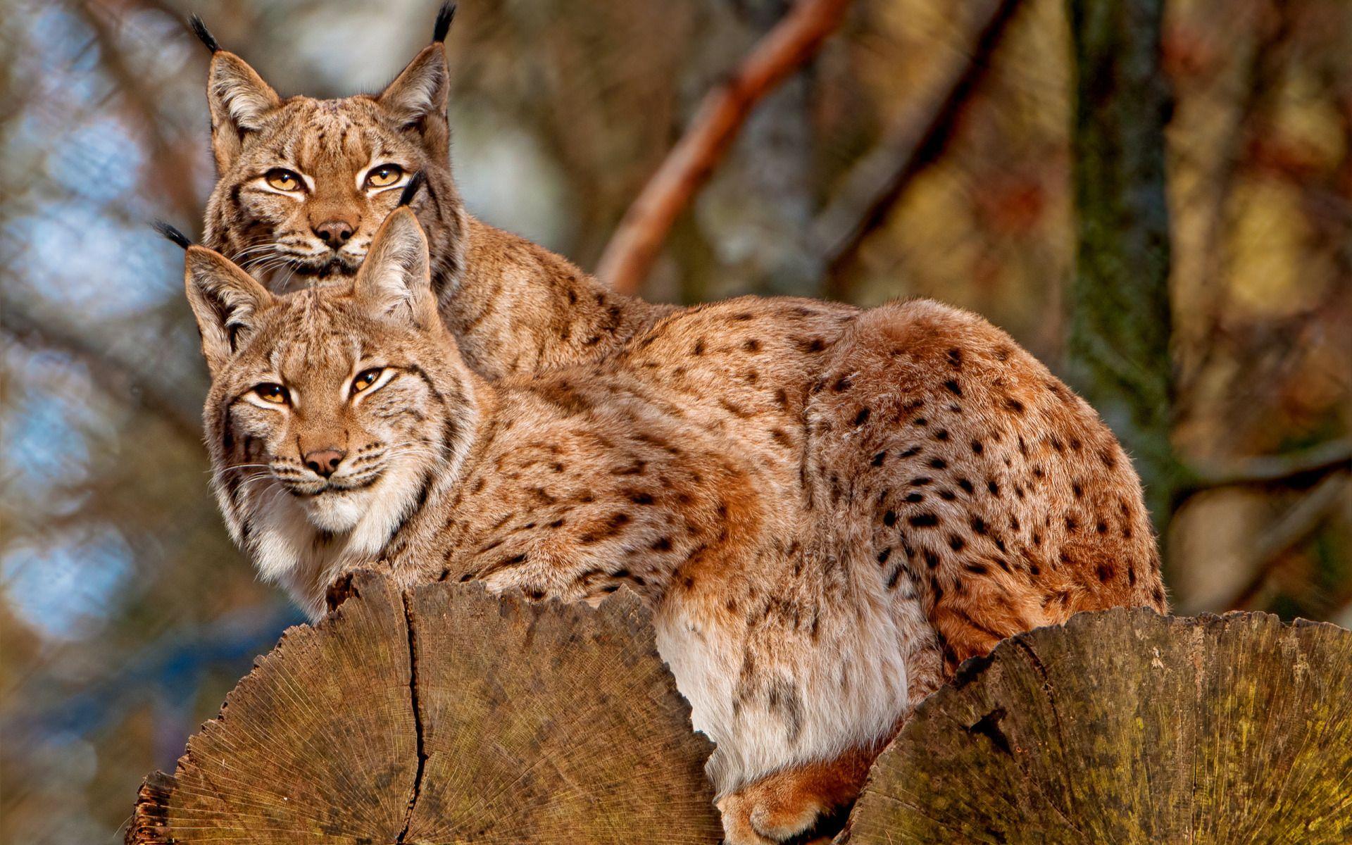 Lynxes Wallpapers - Top Free Lynxes Backgrounds - WallpaperAccess