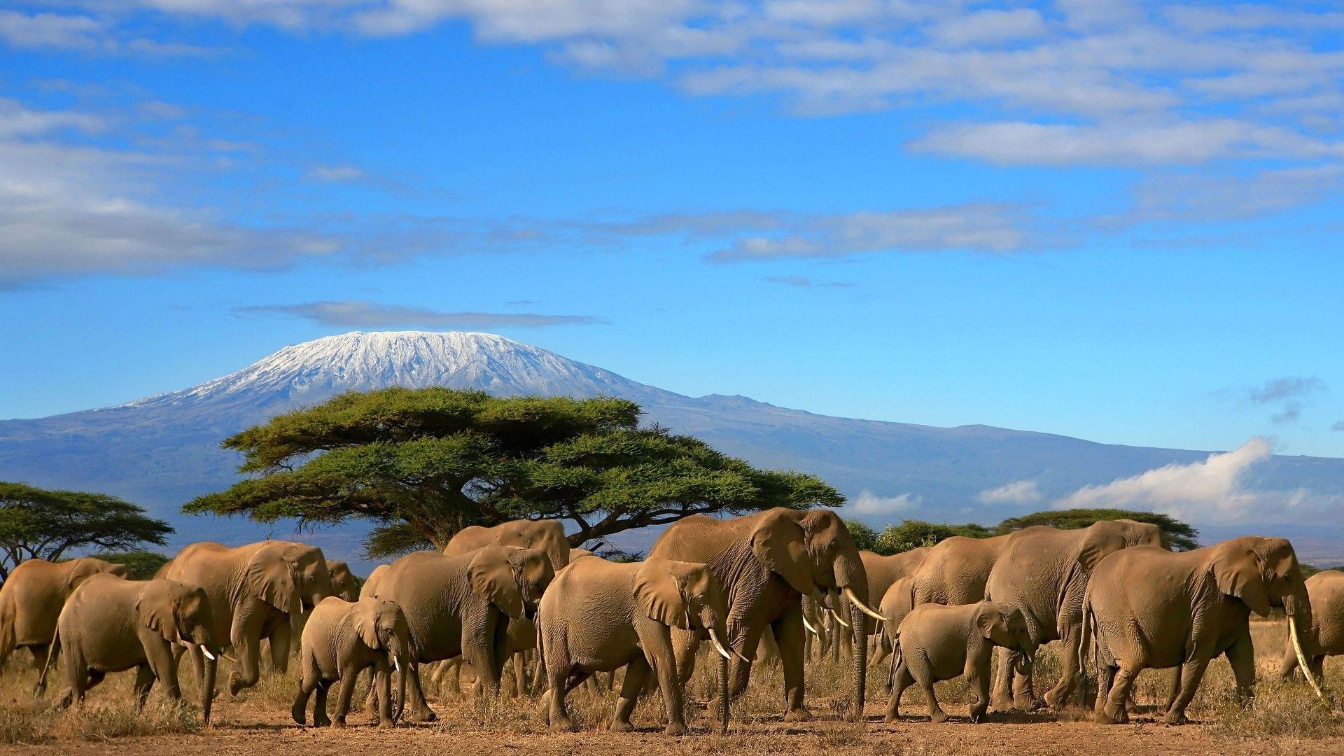 Kenya Wallpapers - Top Free Kenya Backgrounds - WallpaperAccess