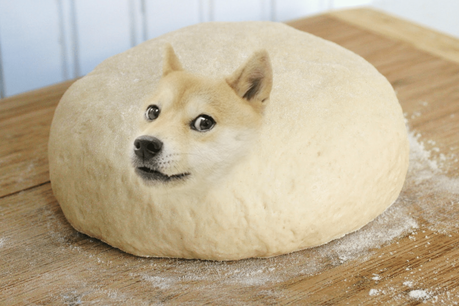 Doge Wallpapers Top Free Doge Backgrounds WallpaperAccess