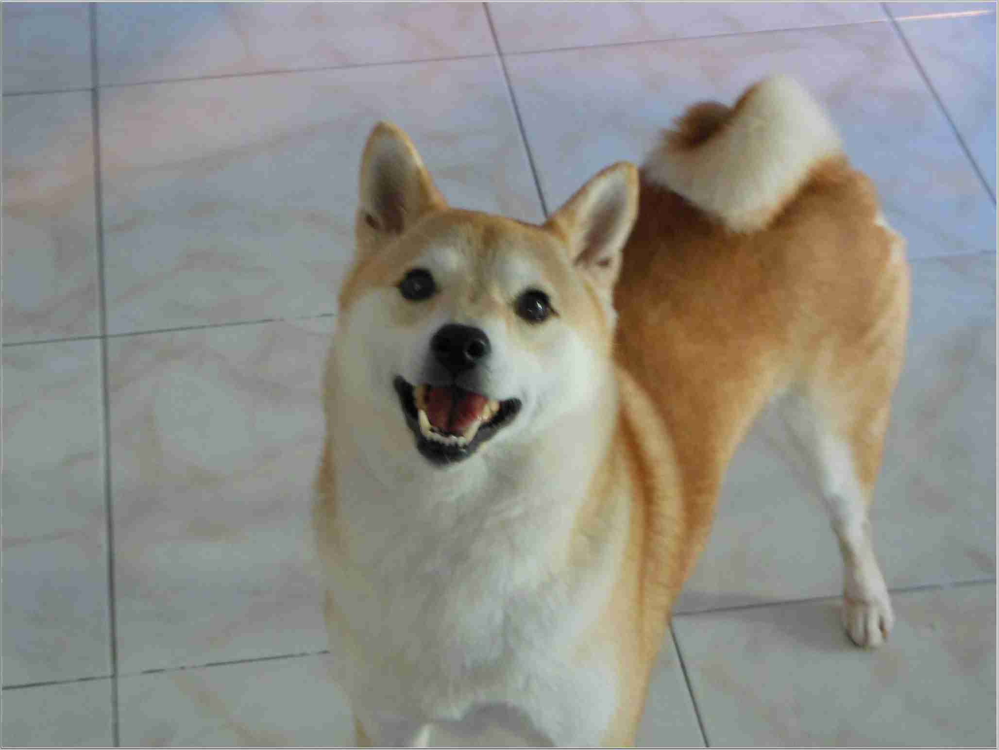 Doge Wallpapers - Top Free Doge Backgrounds - WallpaperAccess