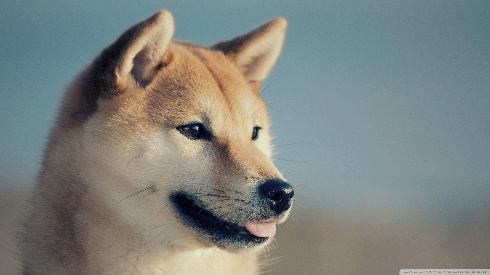 Doge Wallpapers - Top Free Doge Backgrounds - WallpaperAccess