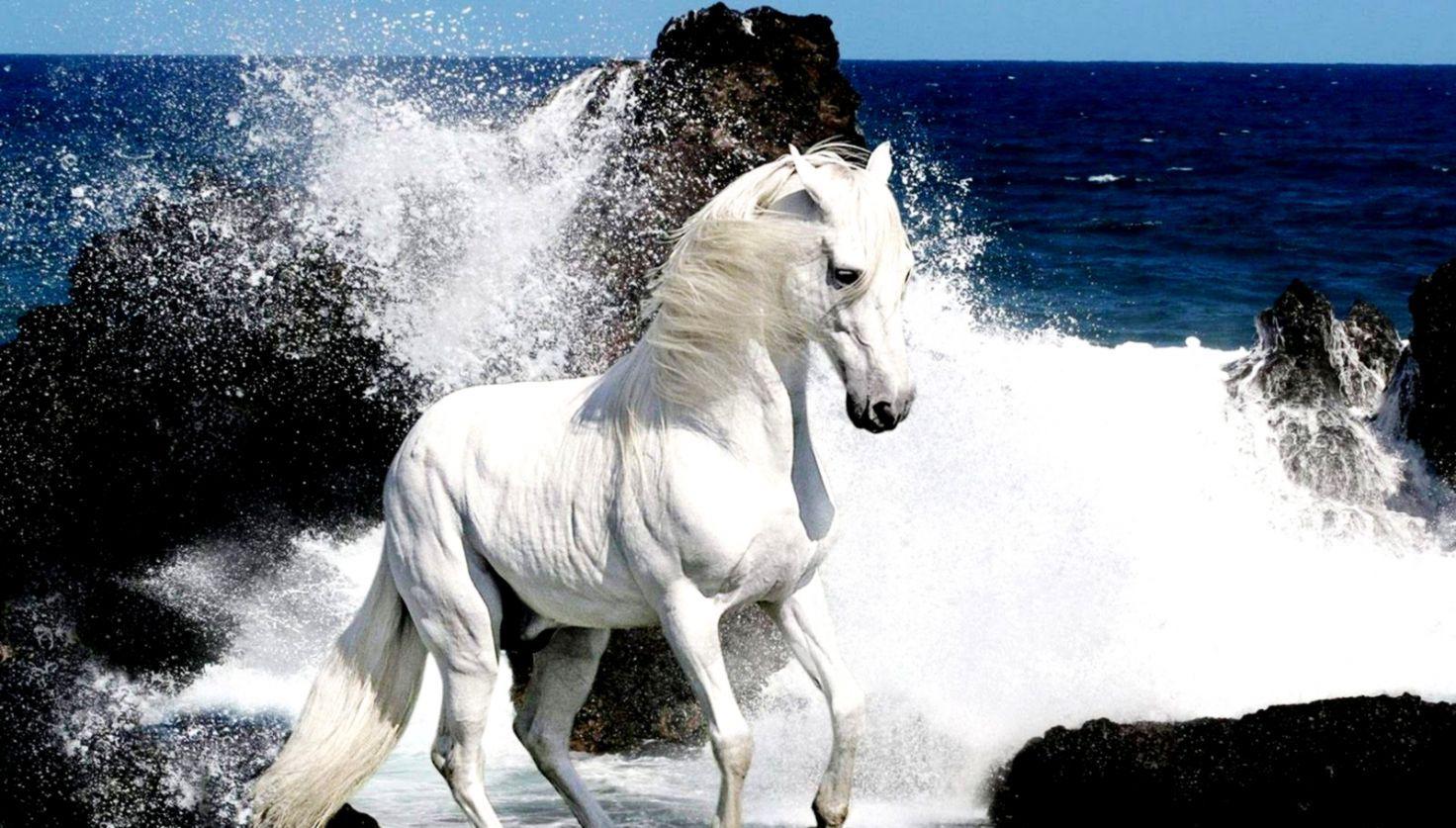 Horse Desktop Wallpapers - Top Free Horse Desktop Backgrounds ...