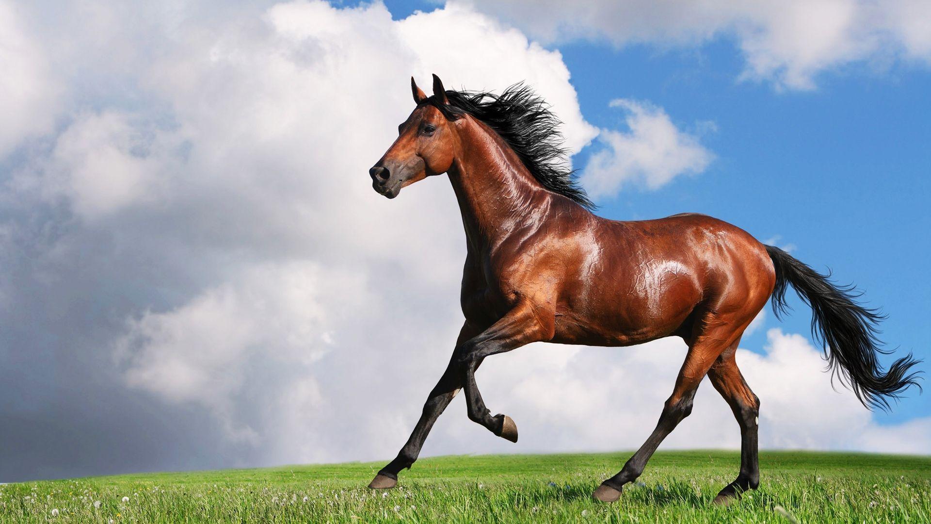 Horse HD Wallpapers - Top Free Horse HD Backgrounds - WallpaperAccess