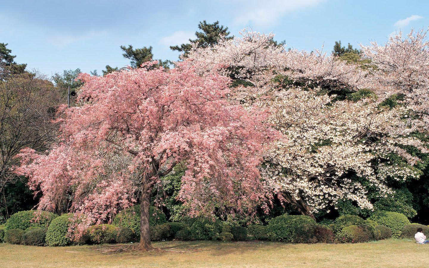 Korea Spring Wallpapers - Top Free Korea Spring Backgrounds ...