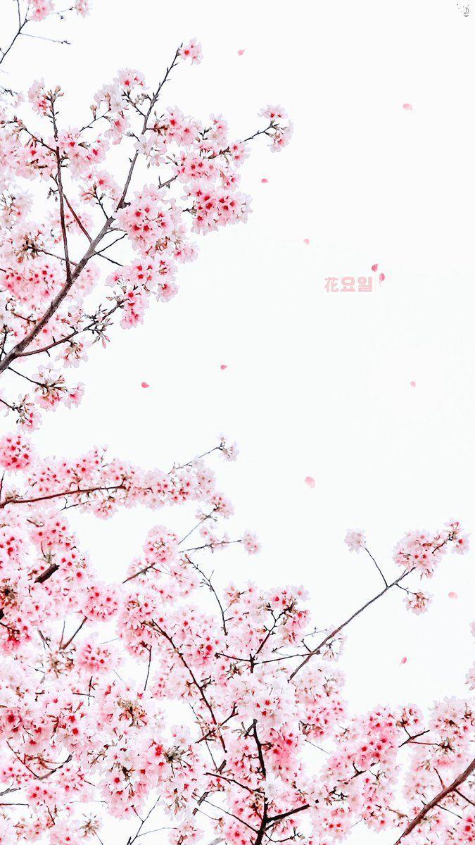Korea Spring Wallpapers - Top Free Korea Spring Backgrounds ...