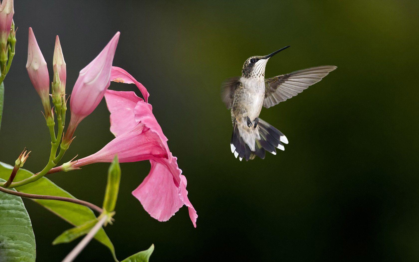 Abstract Hummingbird Wallpapers - Top Free Abstract Hummingbird ...