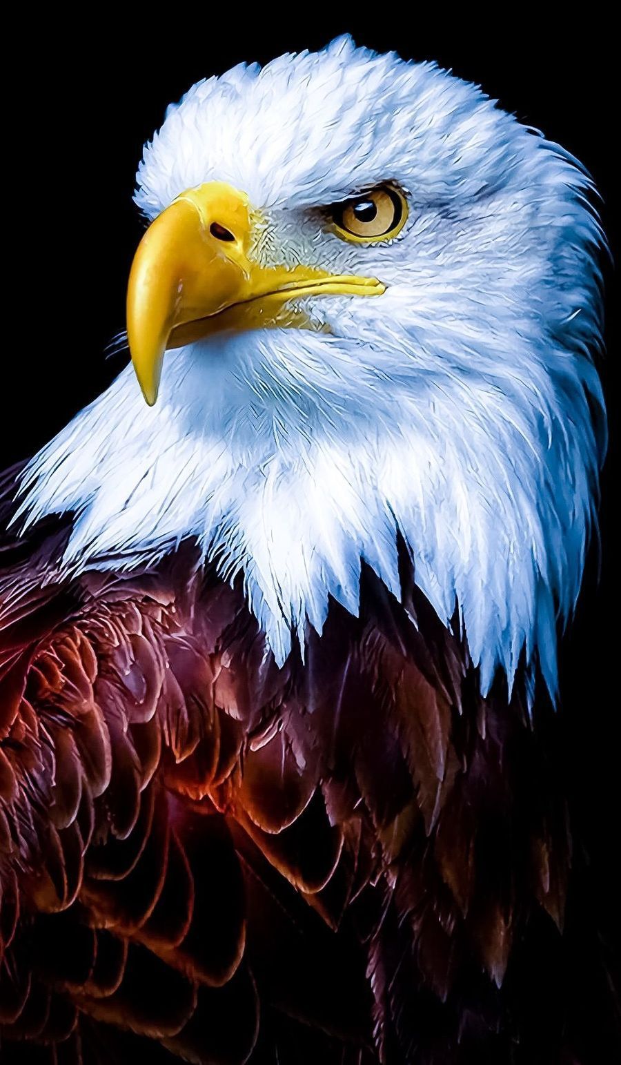 Angry Eagle Wallpapers - Top Free Angry Eagle Backgrounds - WallpaperAccess