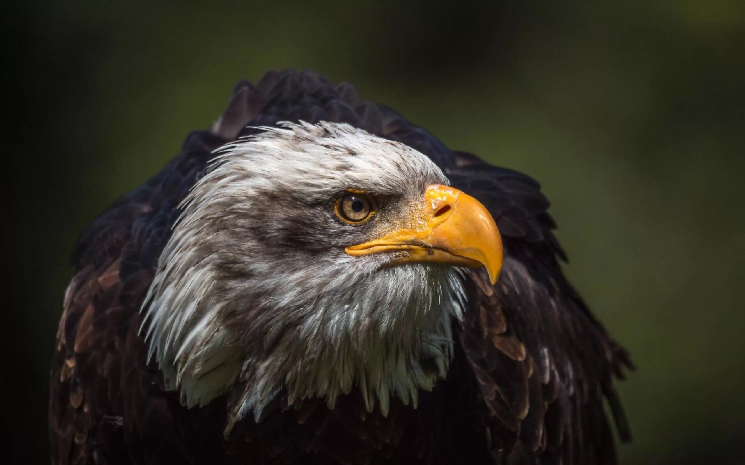 Angry Eagle Wallpapers - Top Free Angry Eagle Backgrounds - WallpaperAccess