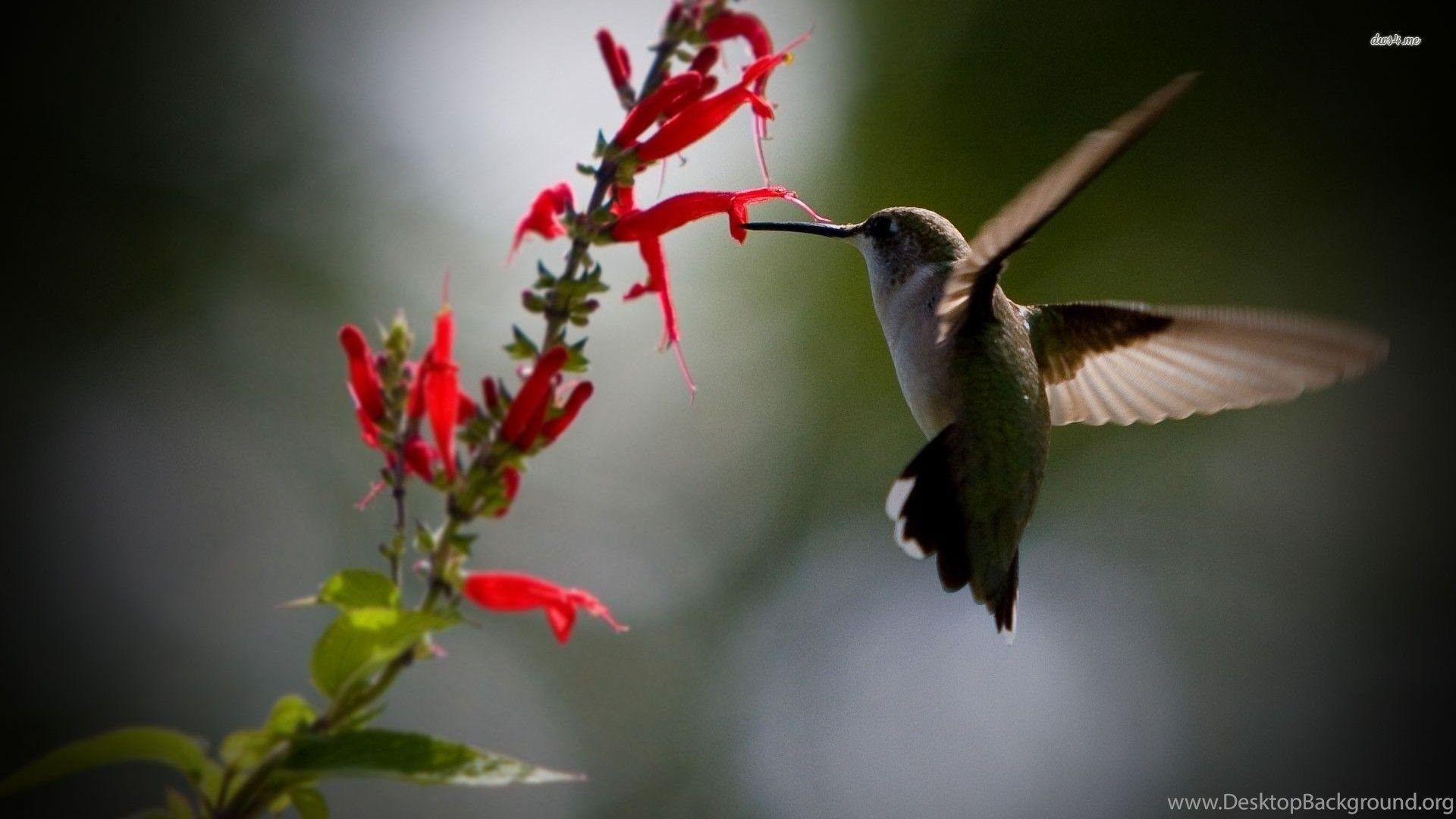 Humming Bird Wallpapers - Top Free Humming Bird Backgrounds ...