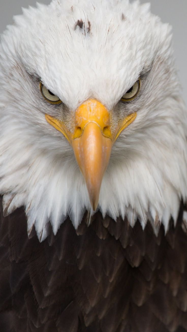 Angry Eagle Wallpapers - Top Free Angry Eagle Backgrounds - WallpaperAccess