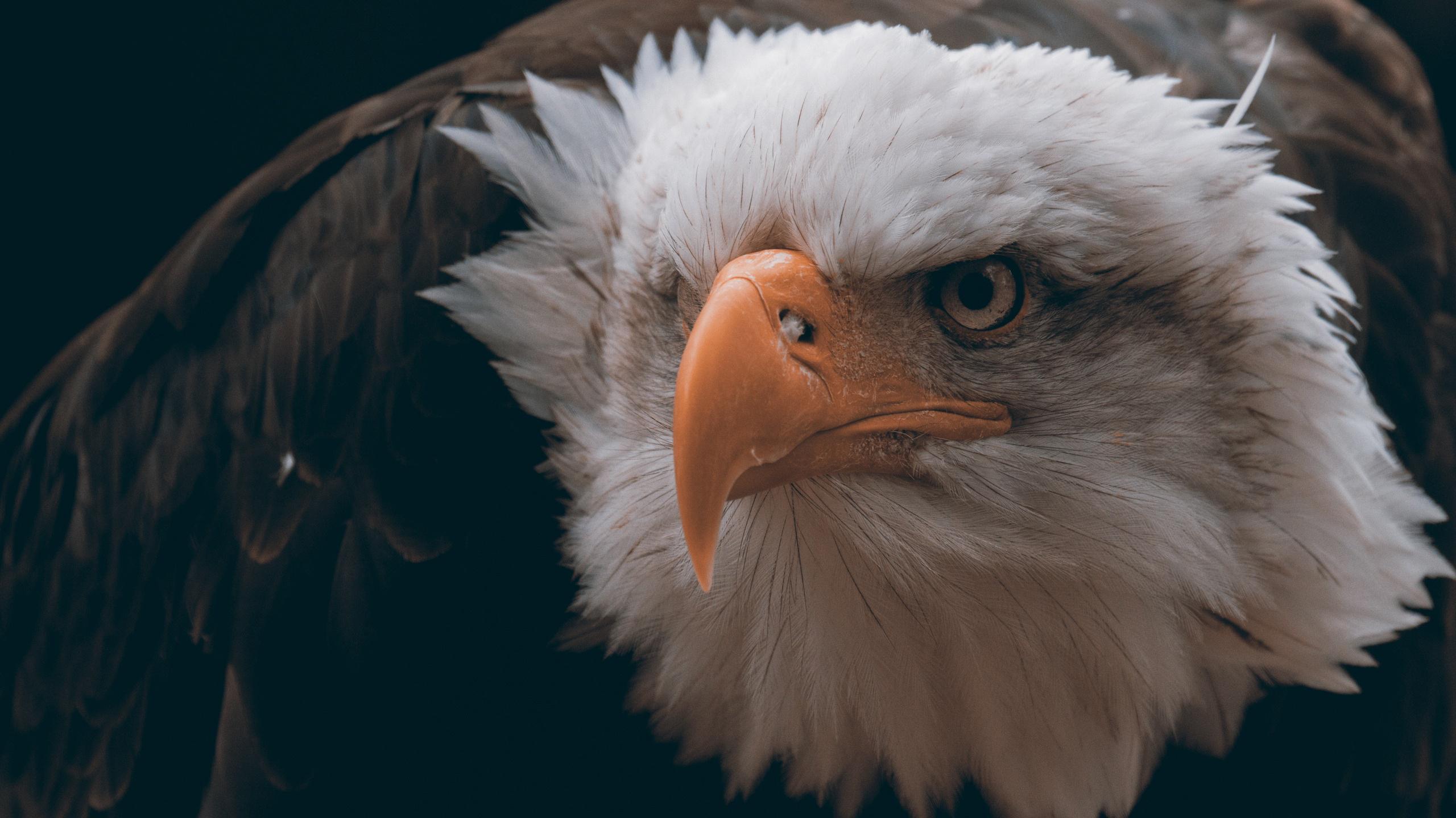 Angry Eagle Wallpapers - Top Free Angry Eagle Backgrounds - WallpaperAccess