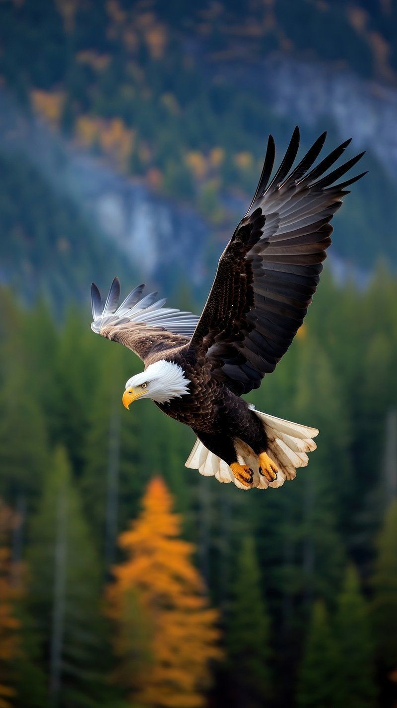 Angry Eagle Wallpapers - Top Free Angry Eagle Backgrounds - WallpaperAccess