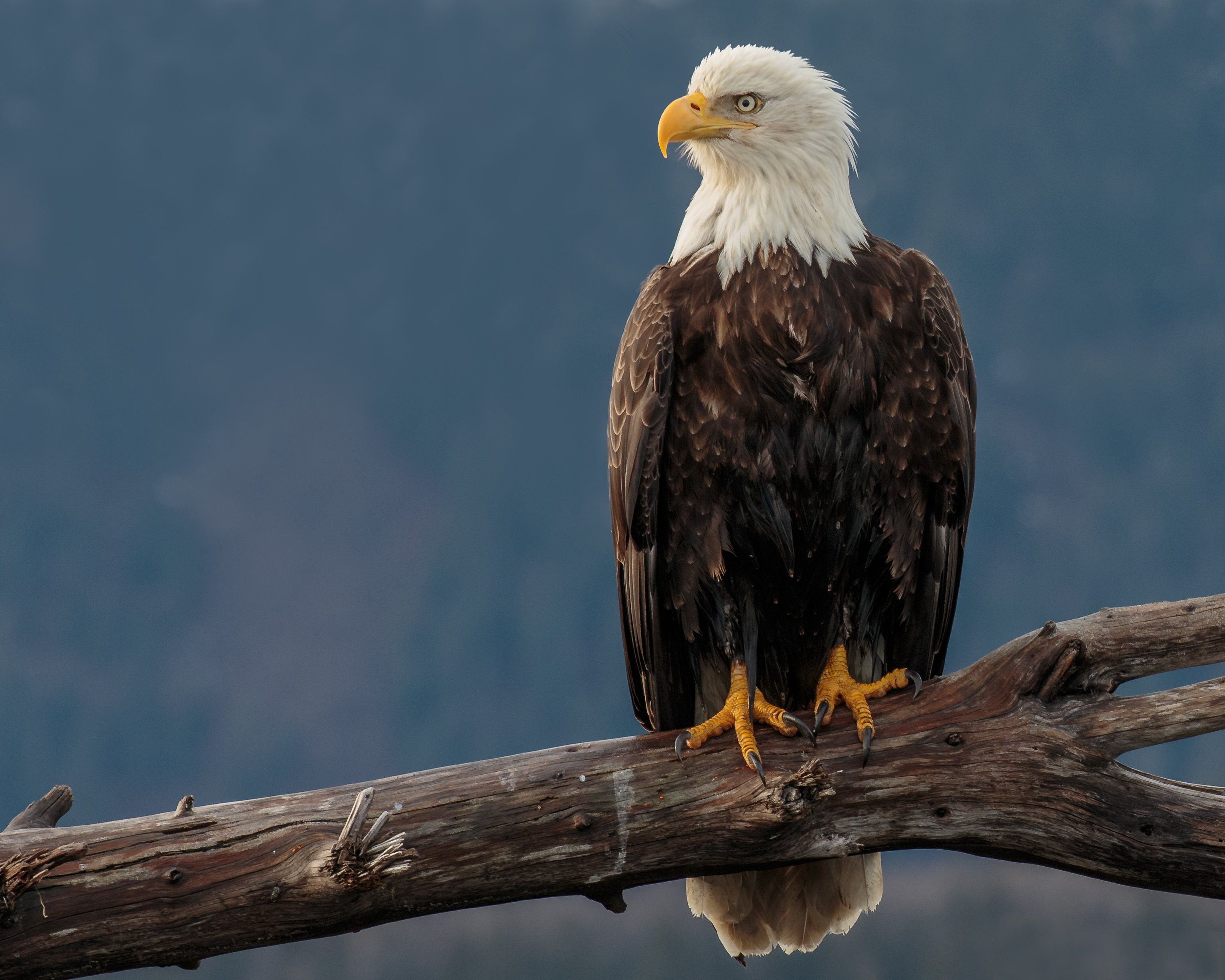 Angry Eagle Wallpapers - Top Free Angry Eagle Backgrounds - WallpaperAccess