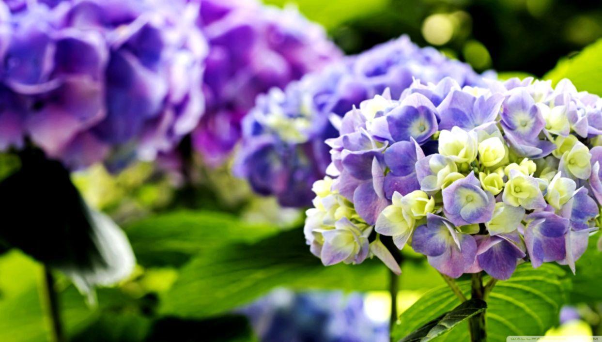 Hydrangea Wallpapers - Top Free Hydrangea Backgrounds - WallpaperAccess