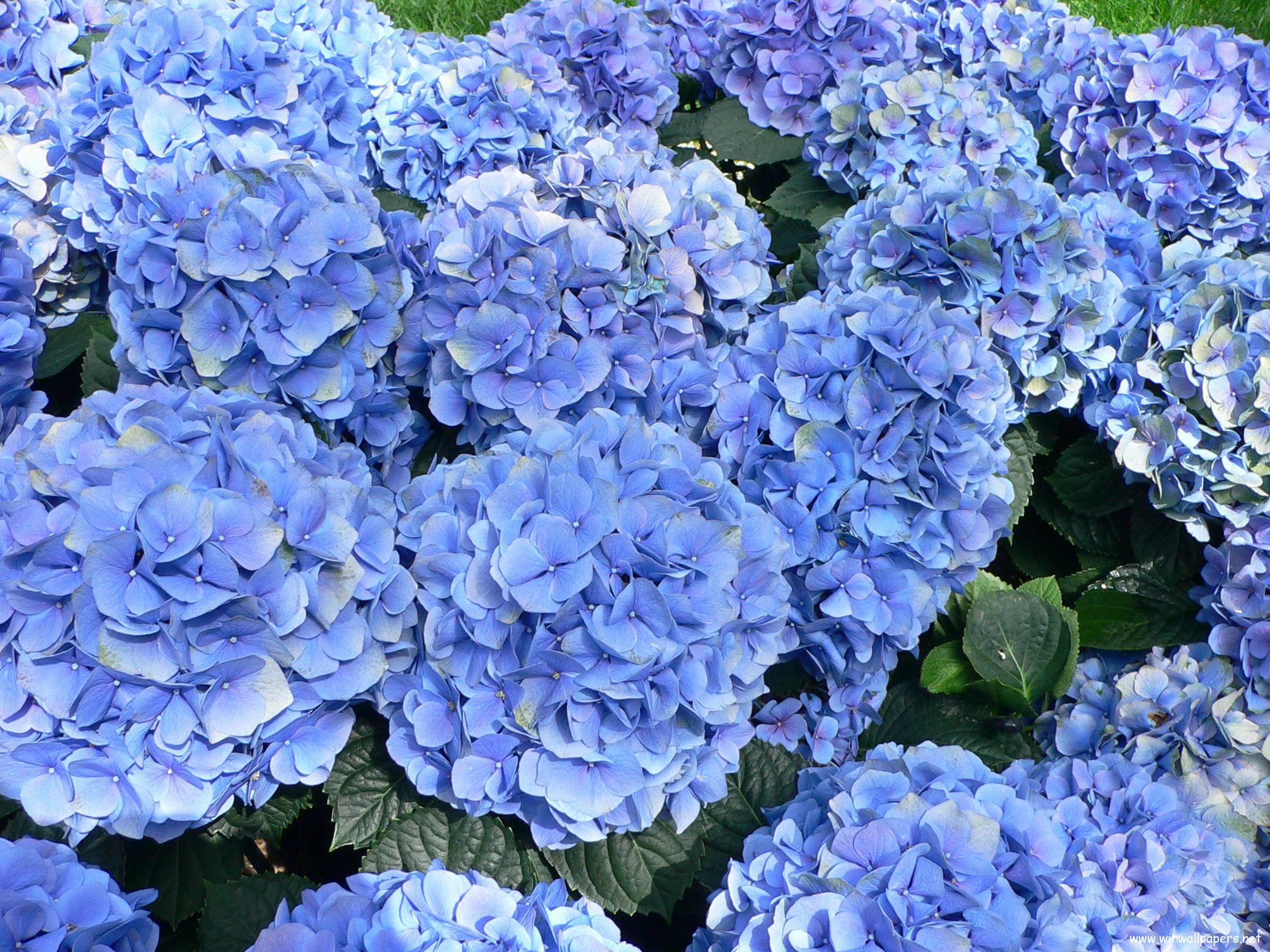 Hydrangea Wallpapers - Top Free Hydrangea Backgrounds - WallpaperAccess