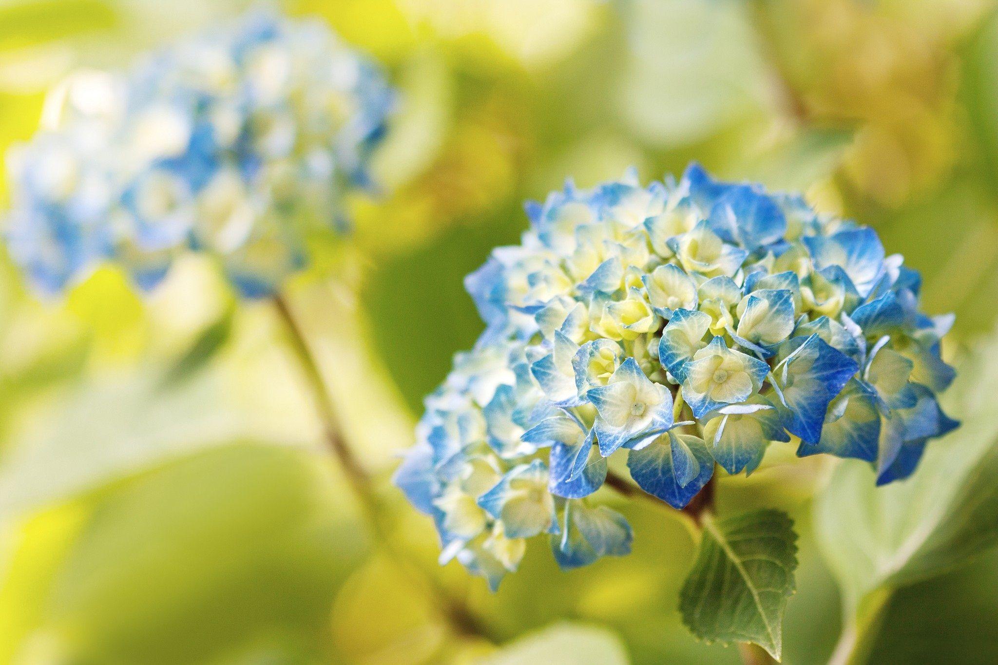 Hydrangea Wallpapers - Top Free Hydrangea Backgrounds - WallpaperAccess