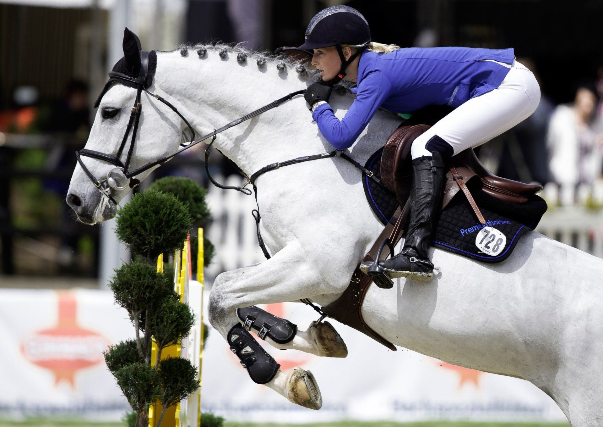 Show Jumping Wallpapers - Top Free Show Jumping Backgrounds ...