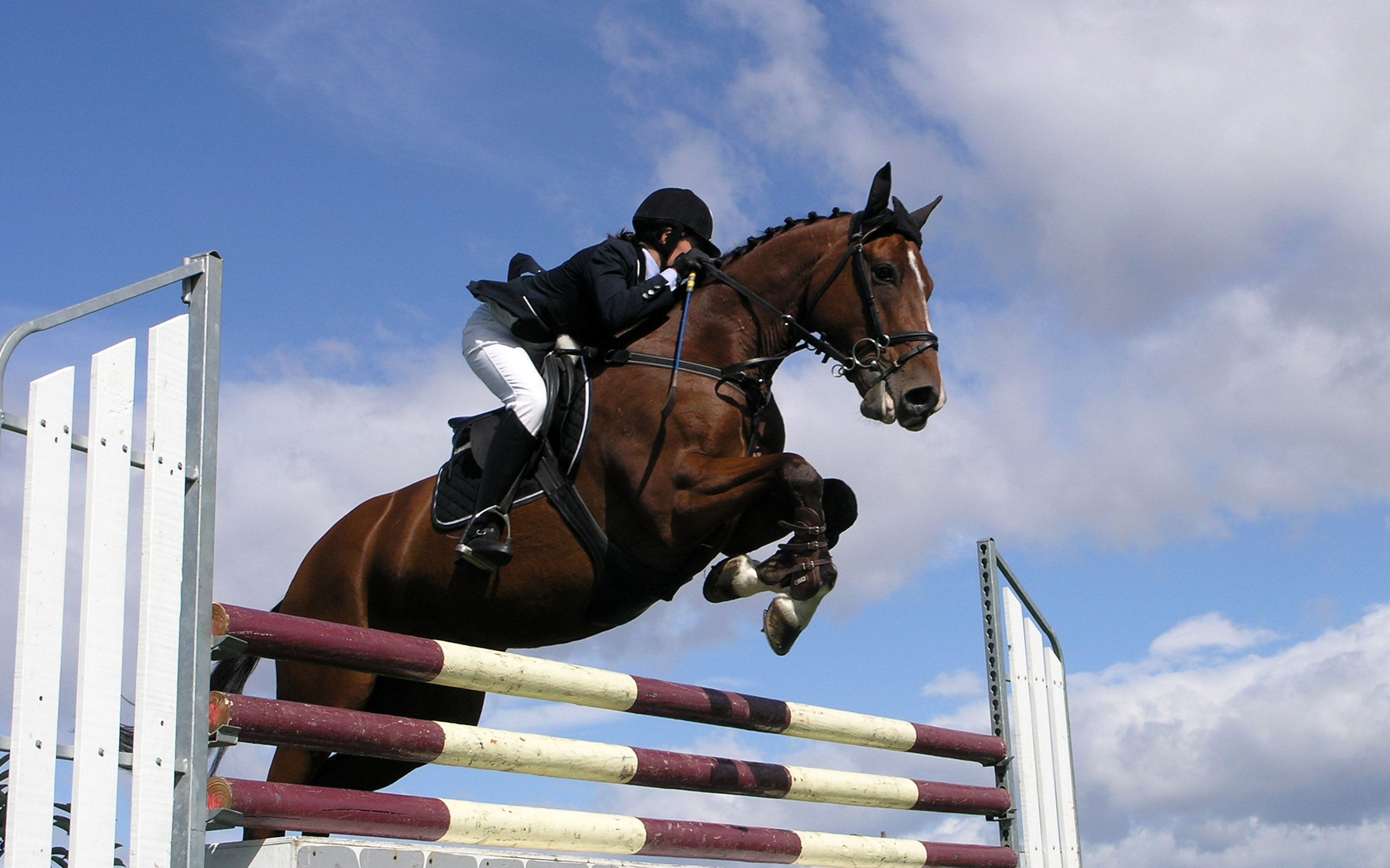 Show Jumping Wallpapers - Top Free Show Jumping Backgrounds ...