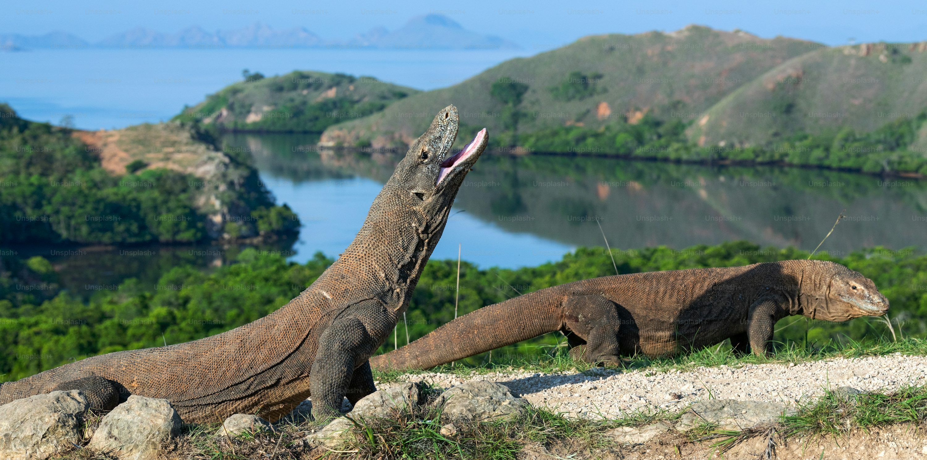 Komodo Island Wallpapers - Top Free Komodo Island Backgrounds ...