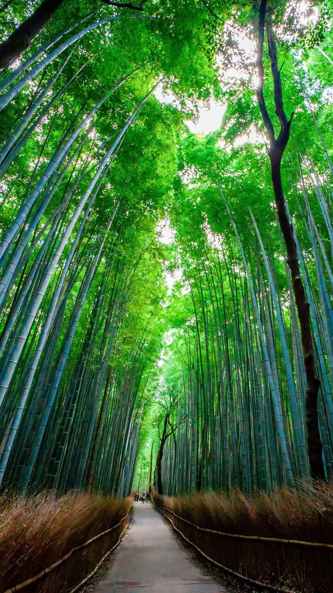 Bamboo Forest Wallpapers - Top Free Bamboo Forest Backgrounds ...
