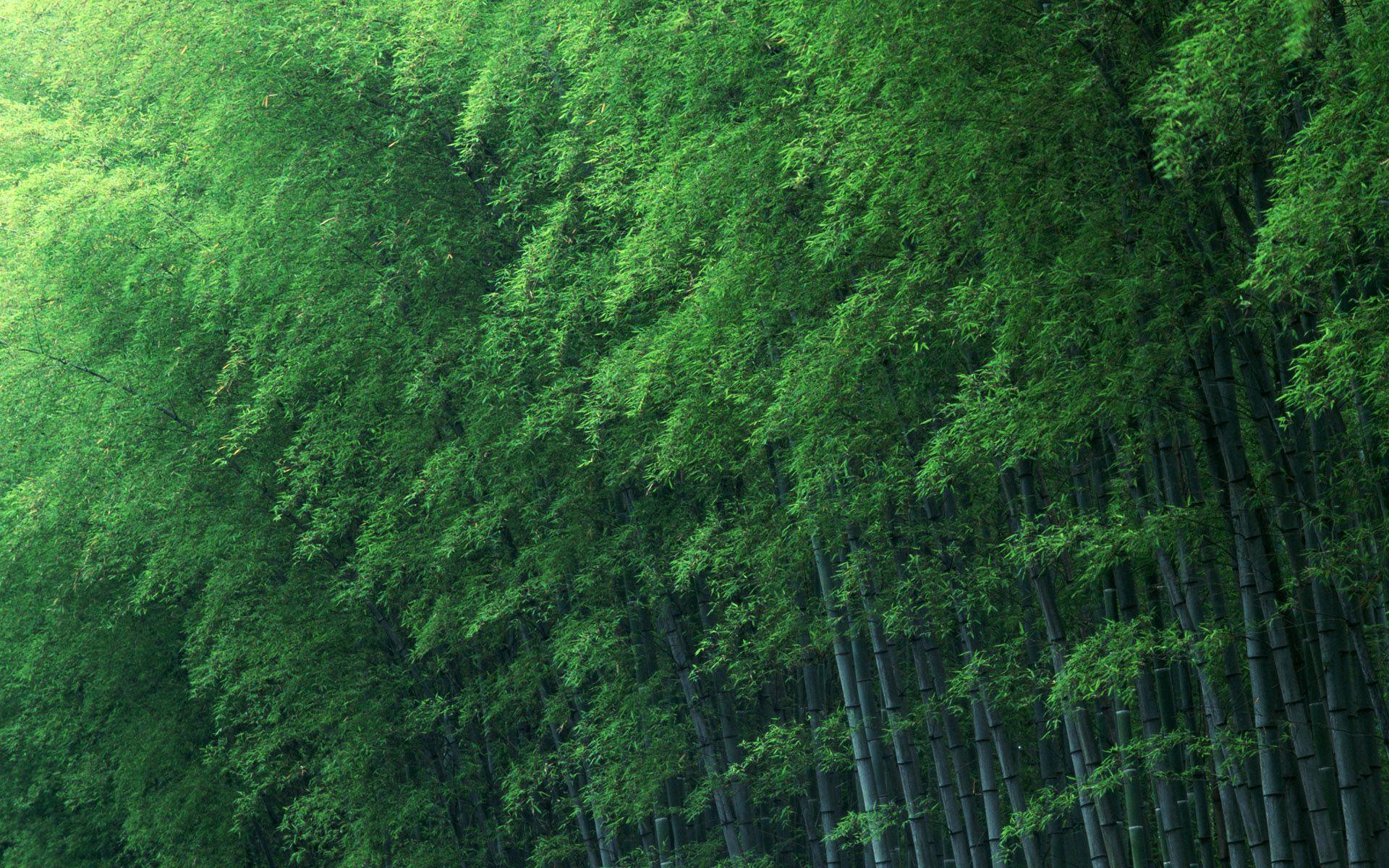 Bamboo Forest Wallpapers - Top Free Bamboo Forest Backgrounds ...