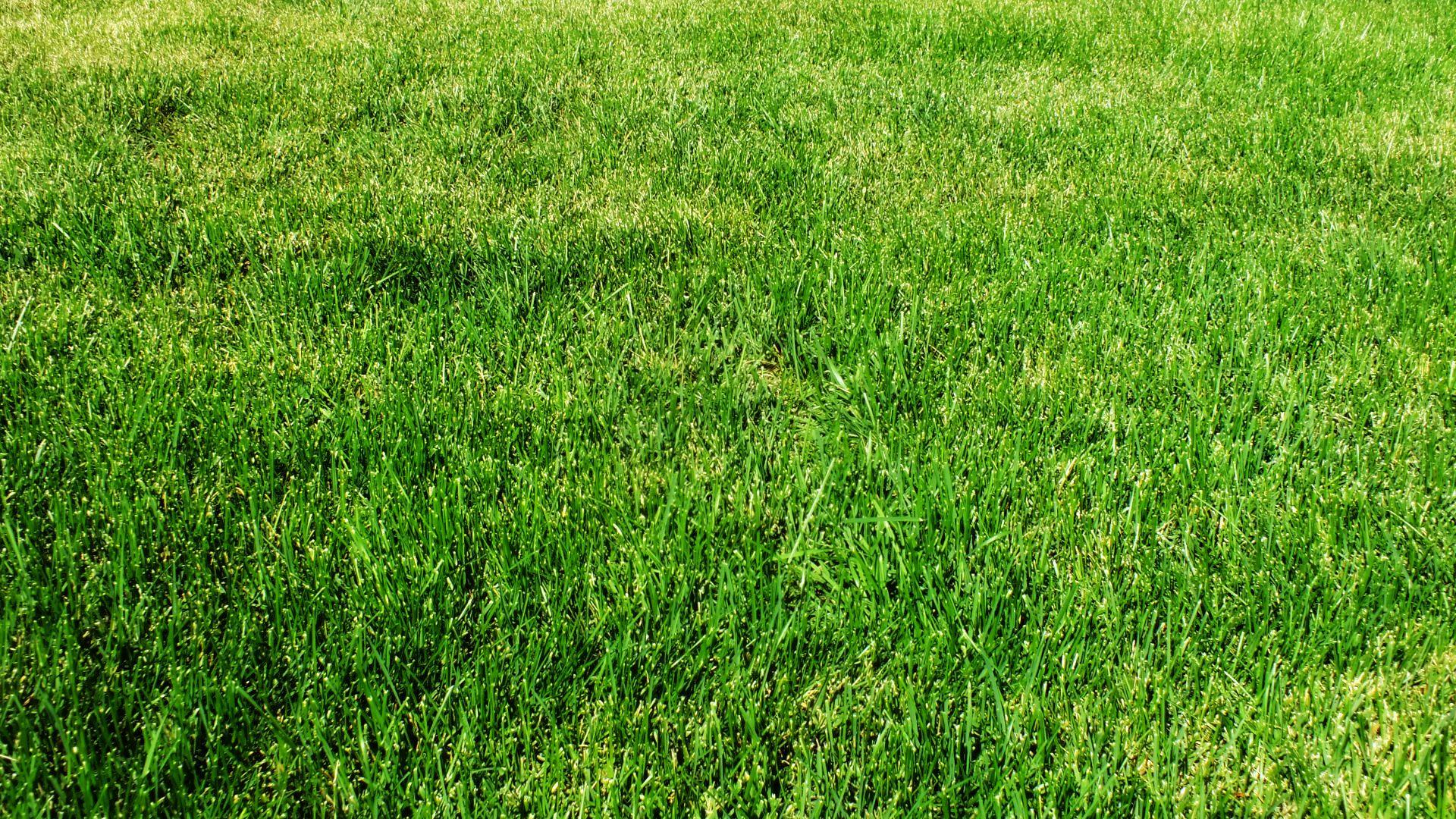 Grass Wallpapers - Top Free Grass Backgrounds - WallpaperAccess