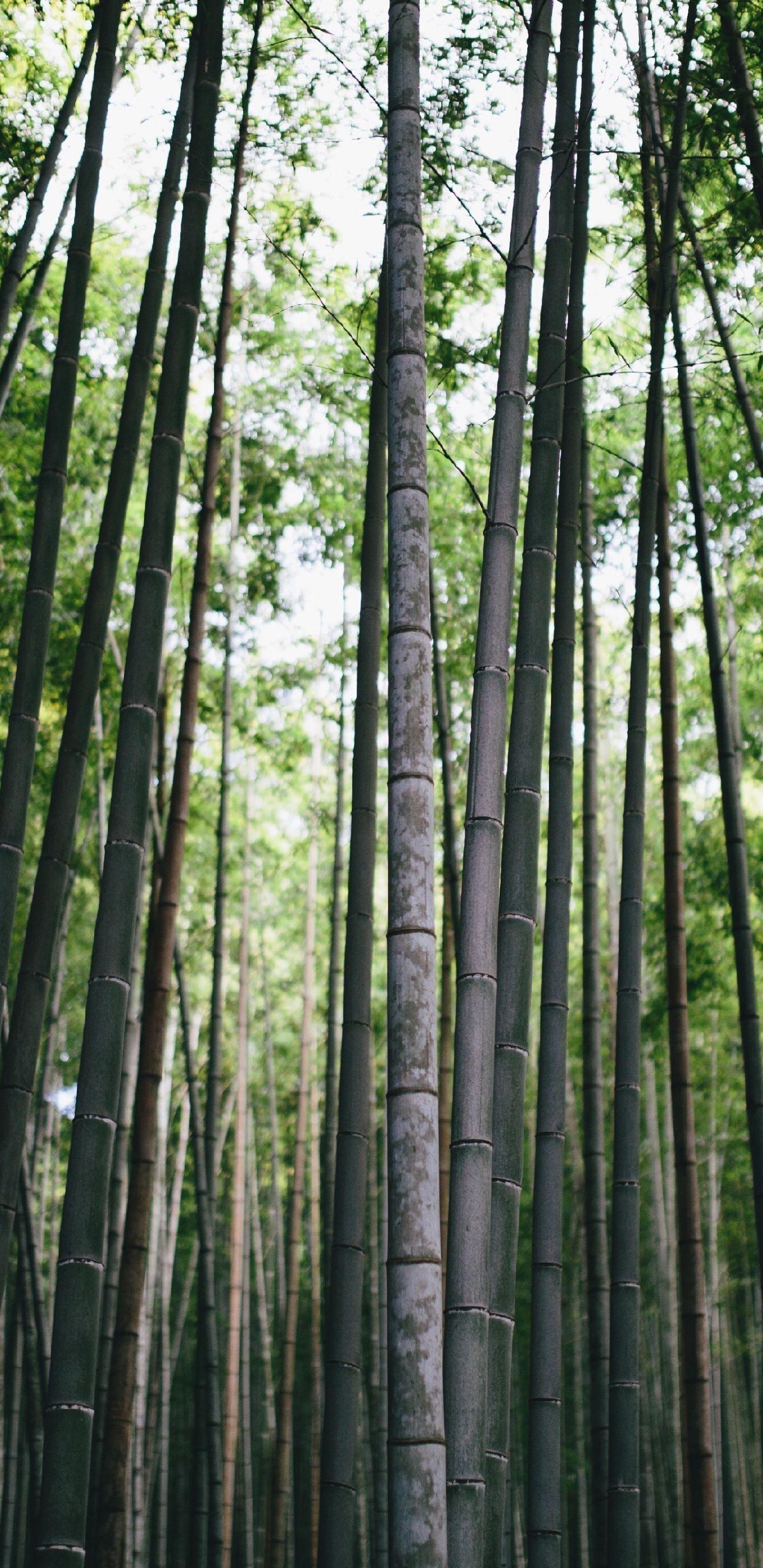 Bamboo 4K Wallpapers - Top Free Bamboo 4K Backgrounds - WallpaperAccess
