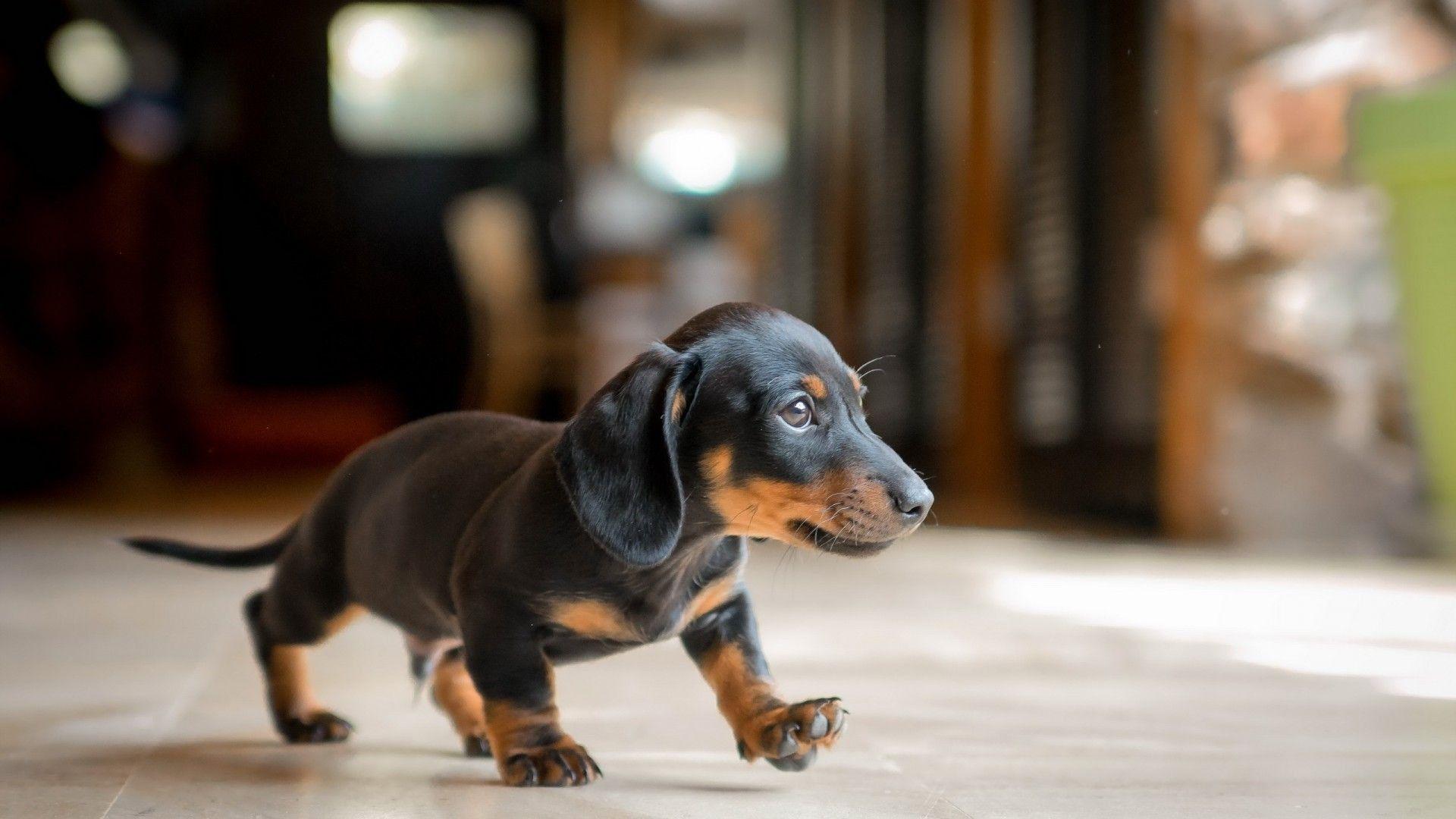Dachshund Wallpapers - Top Free Dachshund Backgrounds - WallpaperAccess
