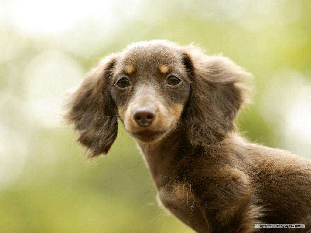 Dachshund Wallpapers - Top Free Dachshund Backgrounds - WallpaperAccess