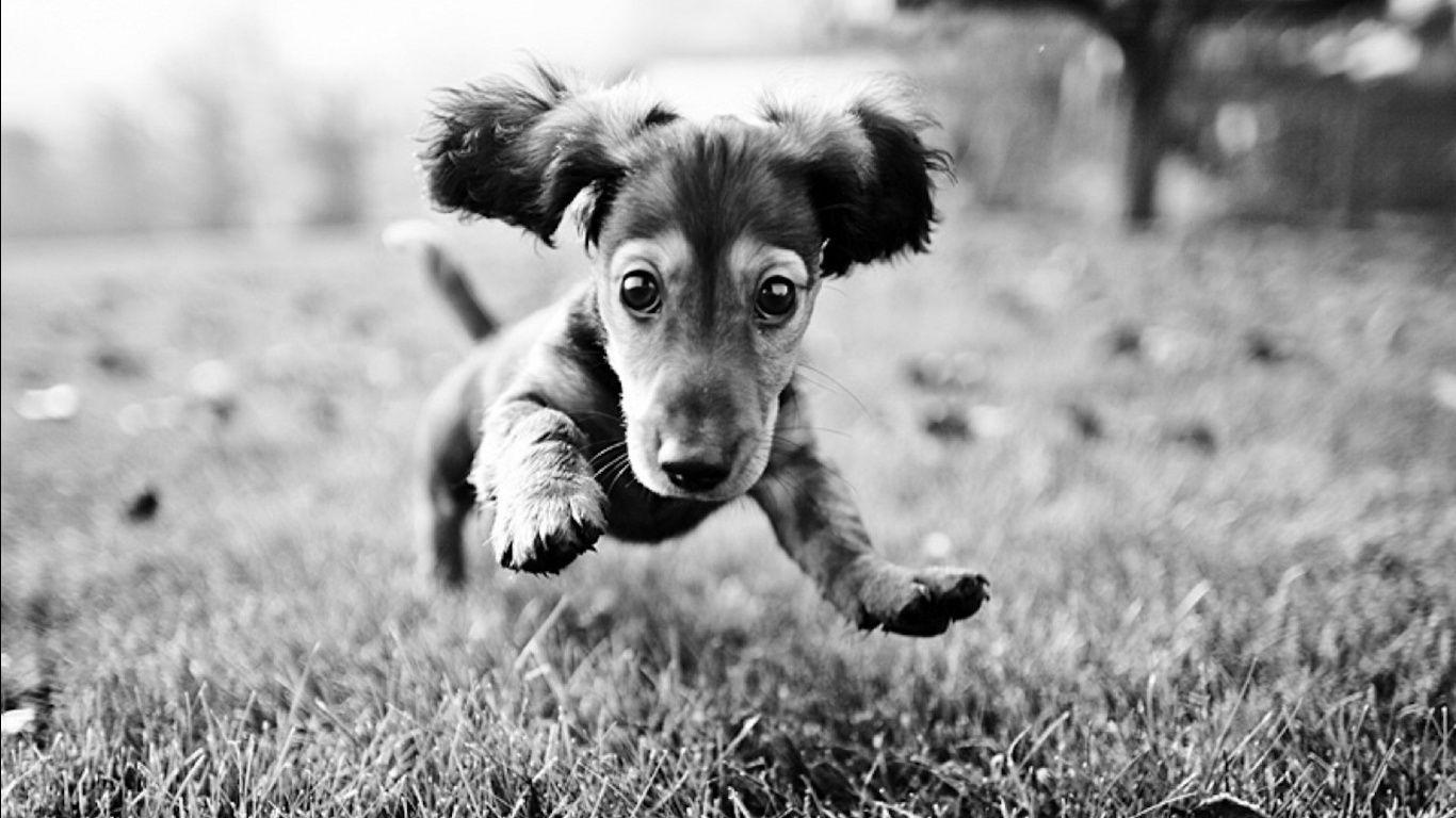 Dachshund Wallpapers - Top Free Dachshund Backgrounds - WallpaperAccess