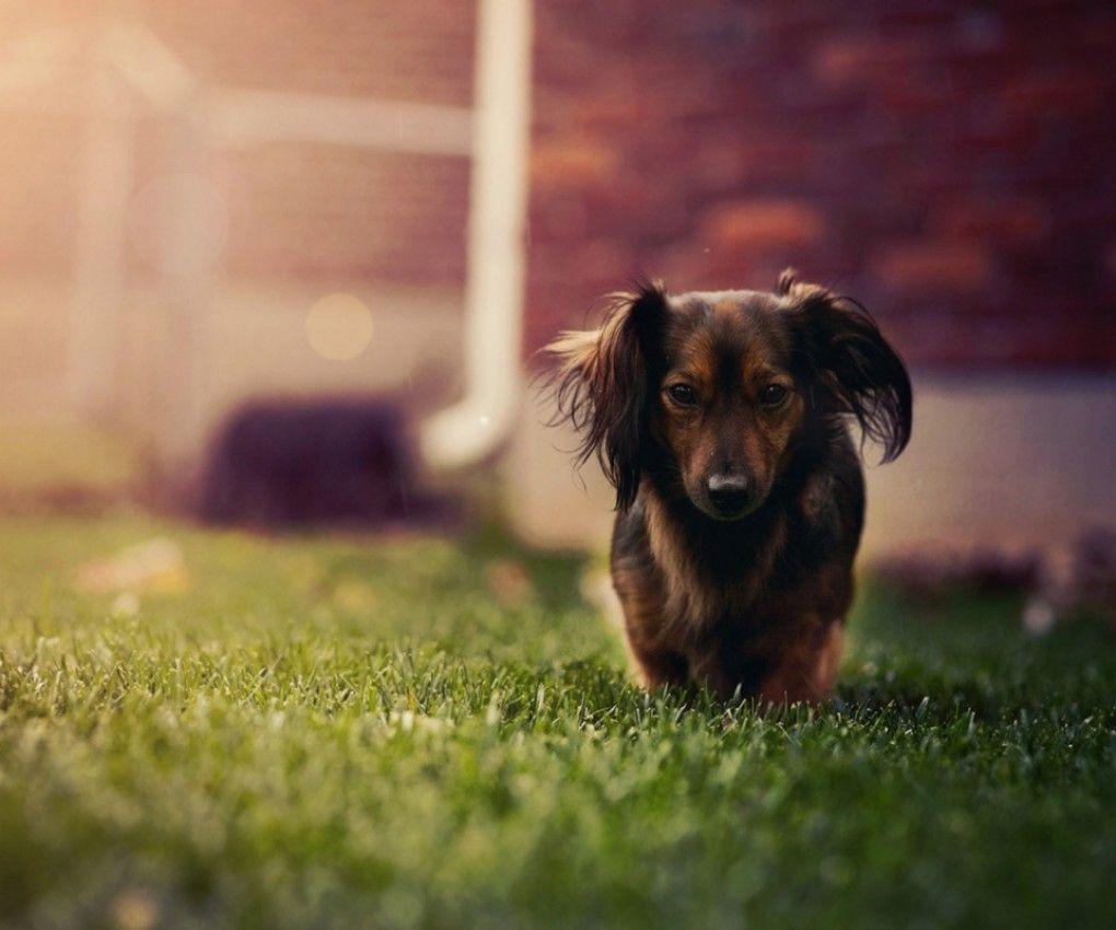 Dachshund Wallpapers - Top Free Dachshund Backgrounds - WallpaperAccess