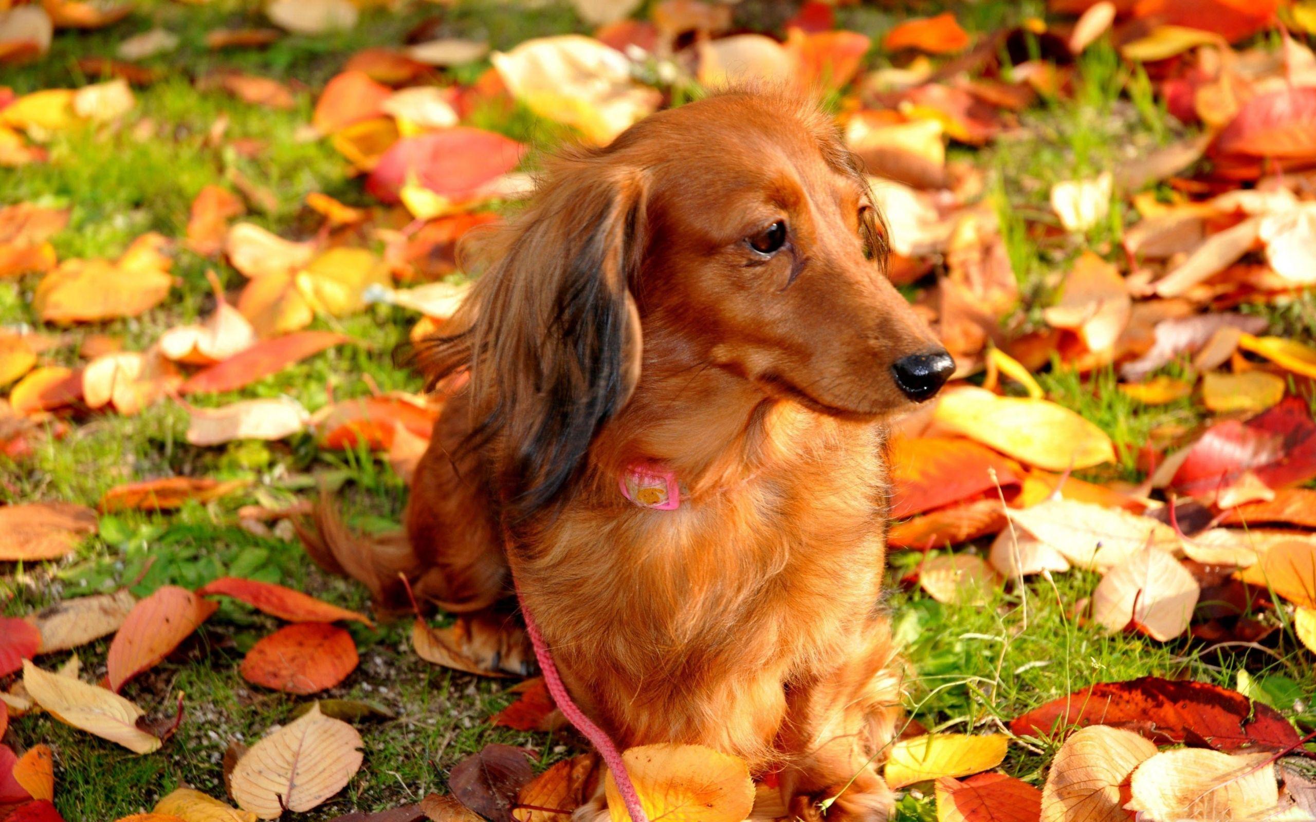 Dachshund Wallpapers - Top Free Dachshund Backgrounds - WallpaperAccess