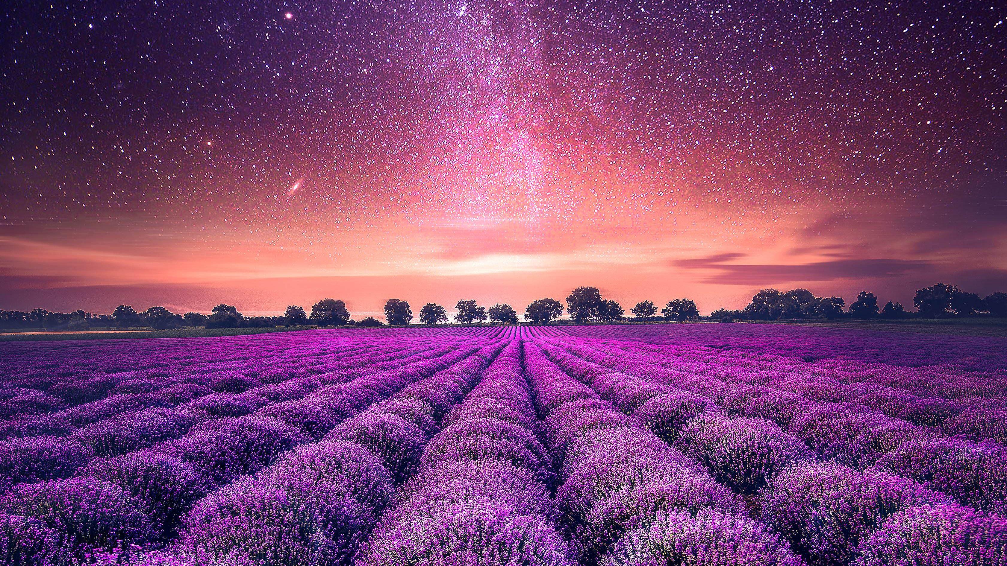 Lavander Wallpapers - Top Free Lavander Backgrounds - WallpaperAccess
