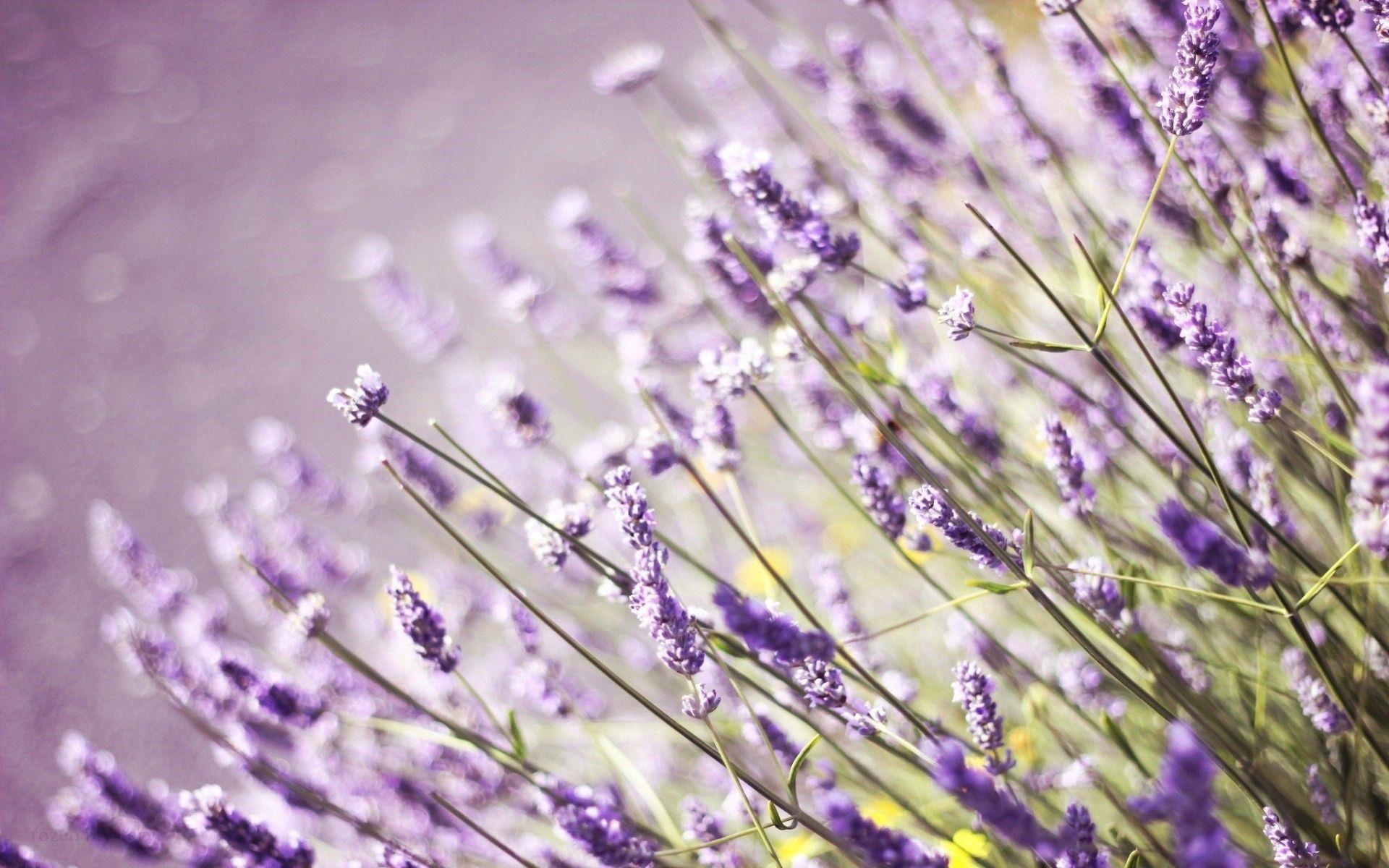 Lavander Wallpapers - Top Free Lavander Backgrounds - WallpaperAccess